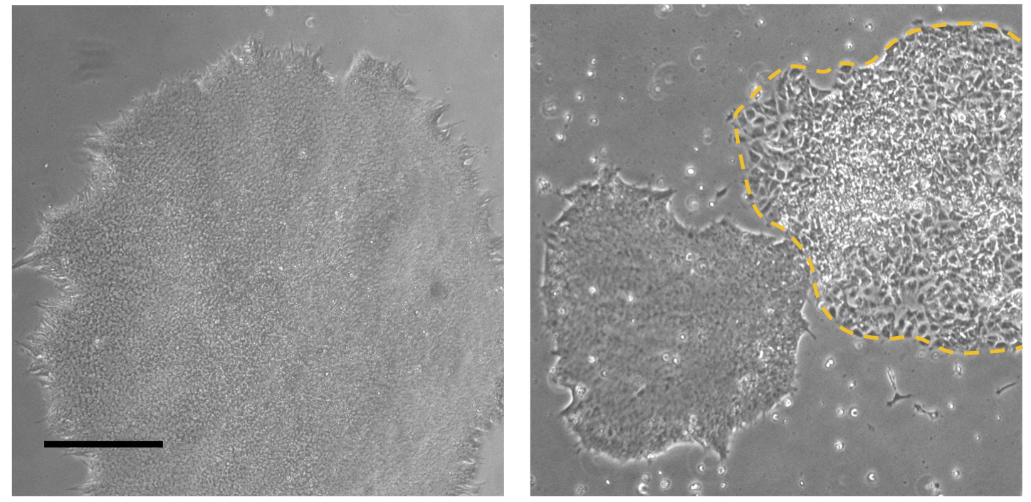 Cell Press: STAR Protocols