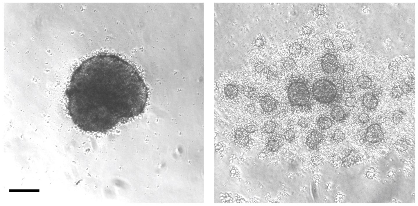 Cell Press: STAR Protocols