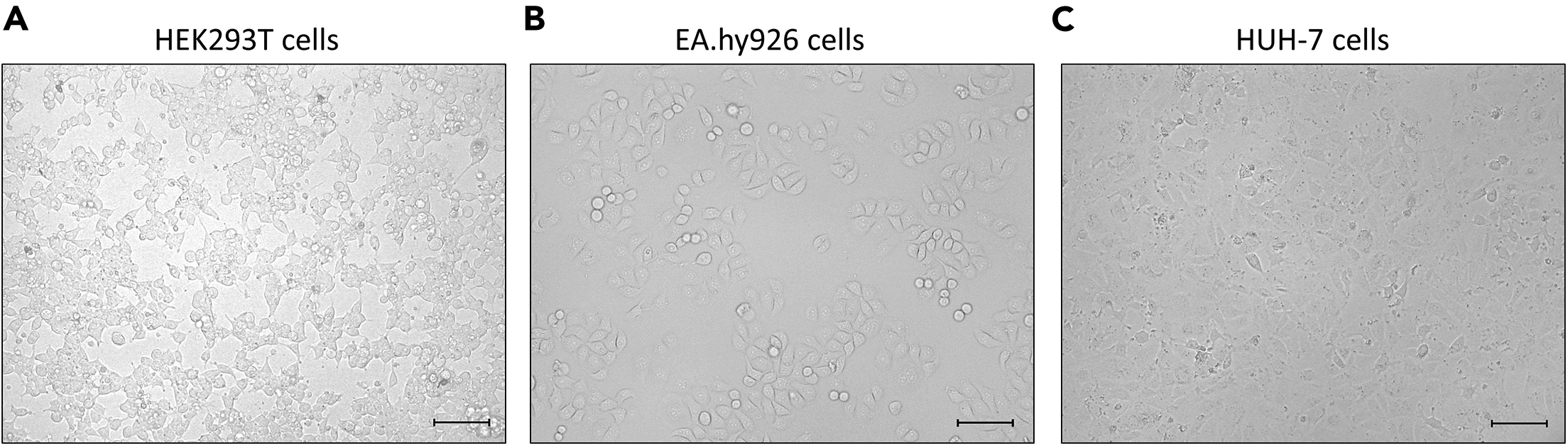Cell Press: STAR Protocols