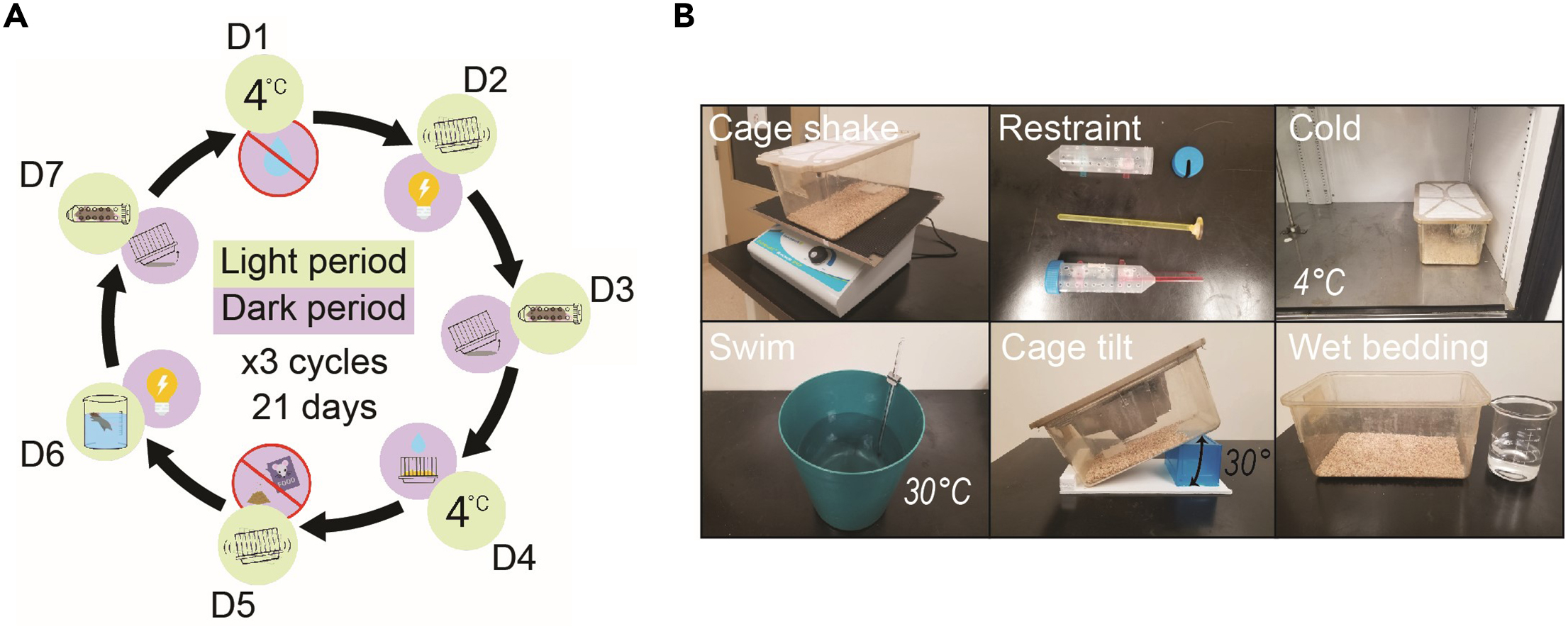 Cell Press: STAR Protocols