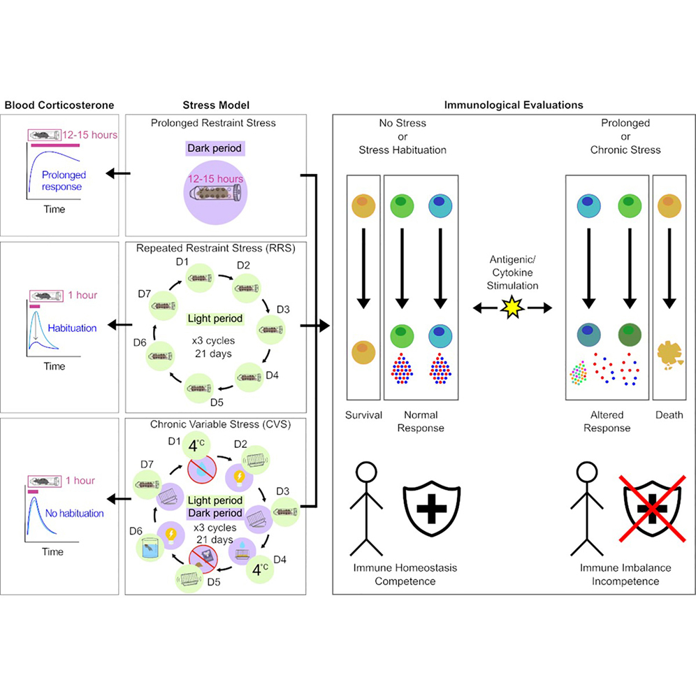 Cell Press: STAR Protocols