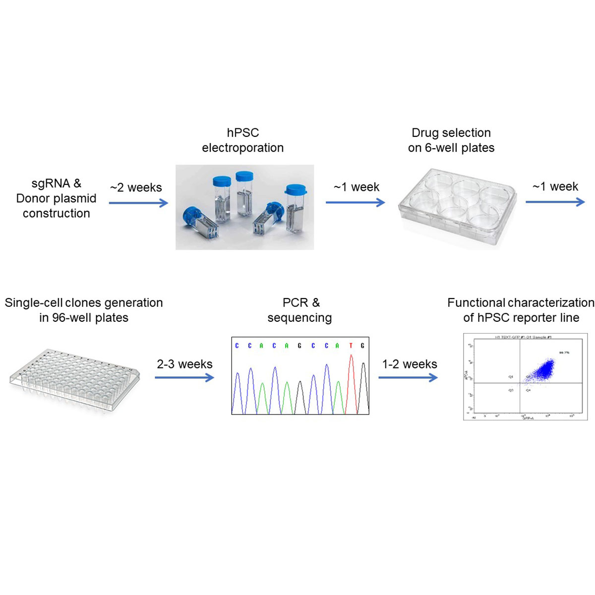 Cell Press: STAR Protocols