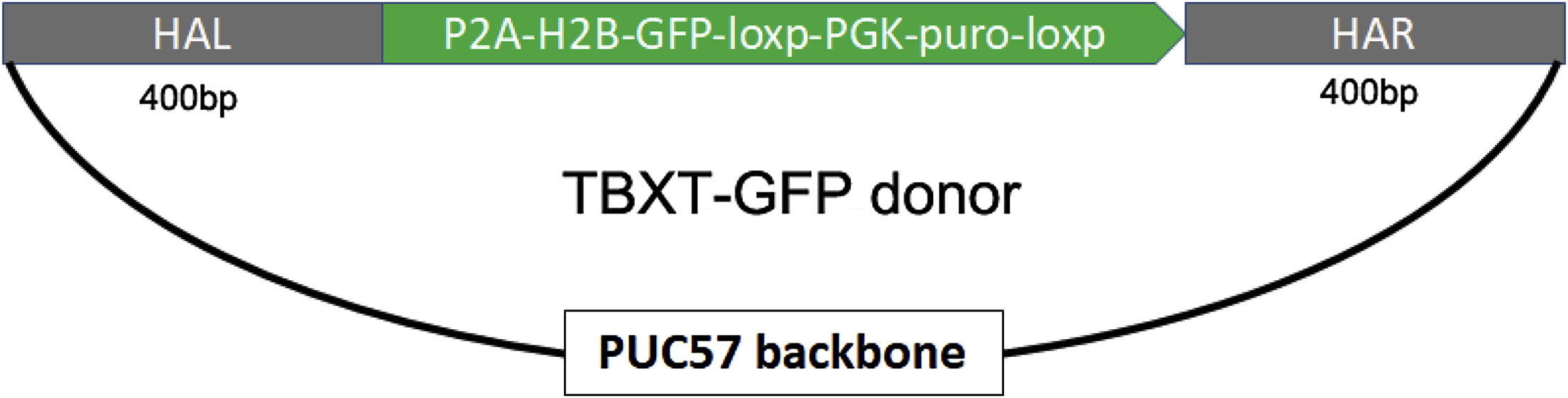 Cell Press: STAR Protocols