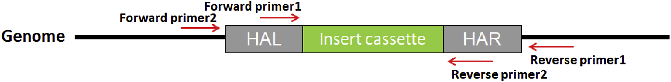 Cell Press: STAR Protocols