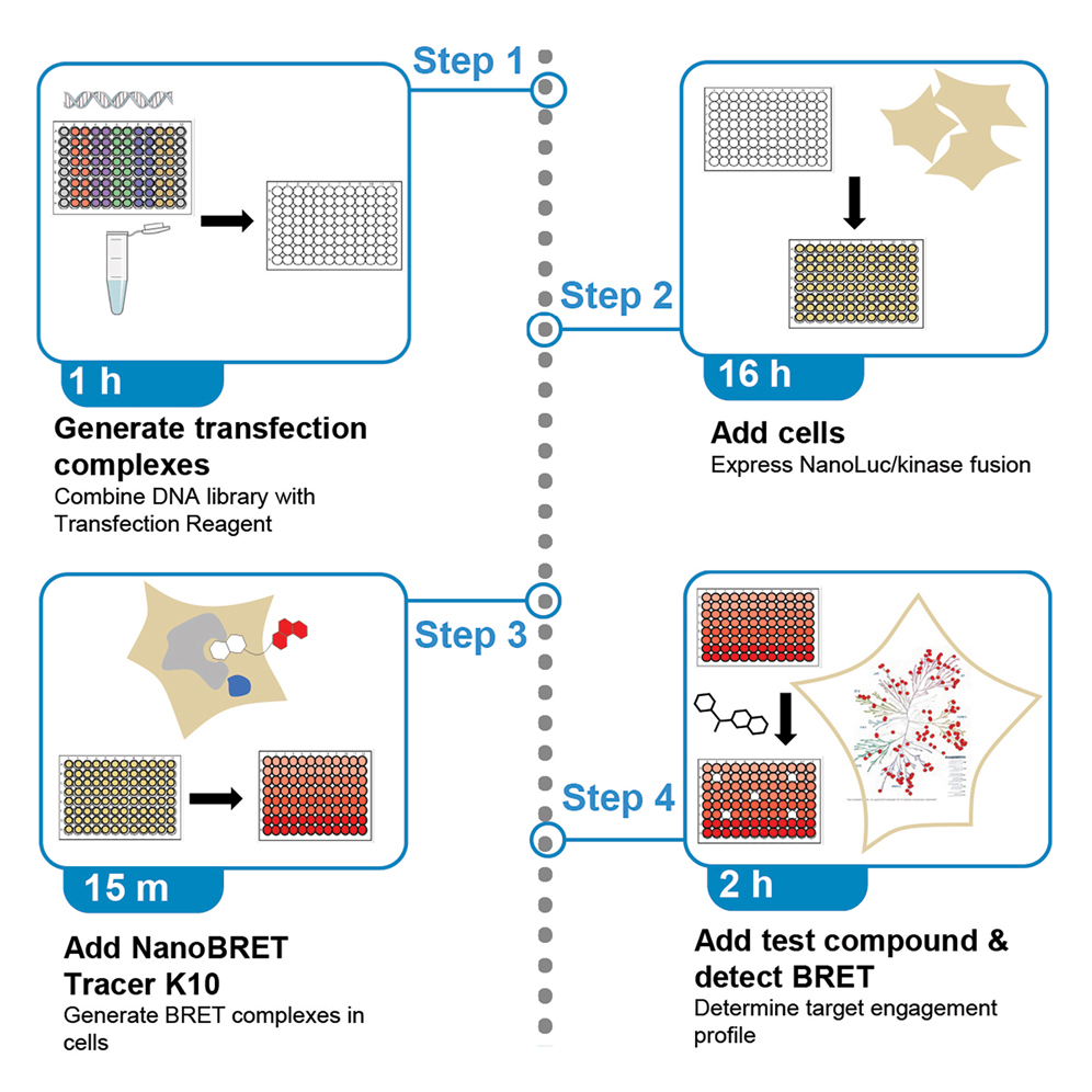 Cell Press: STAR Protocols