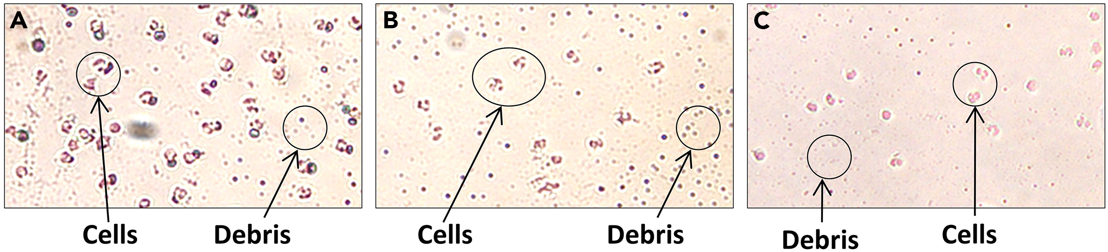 Cell Press: STAR Protocols