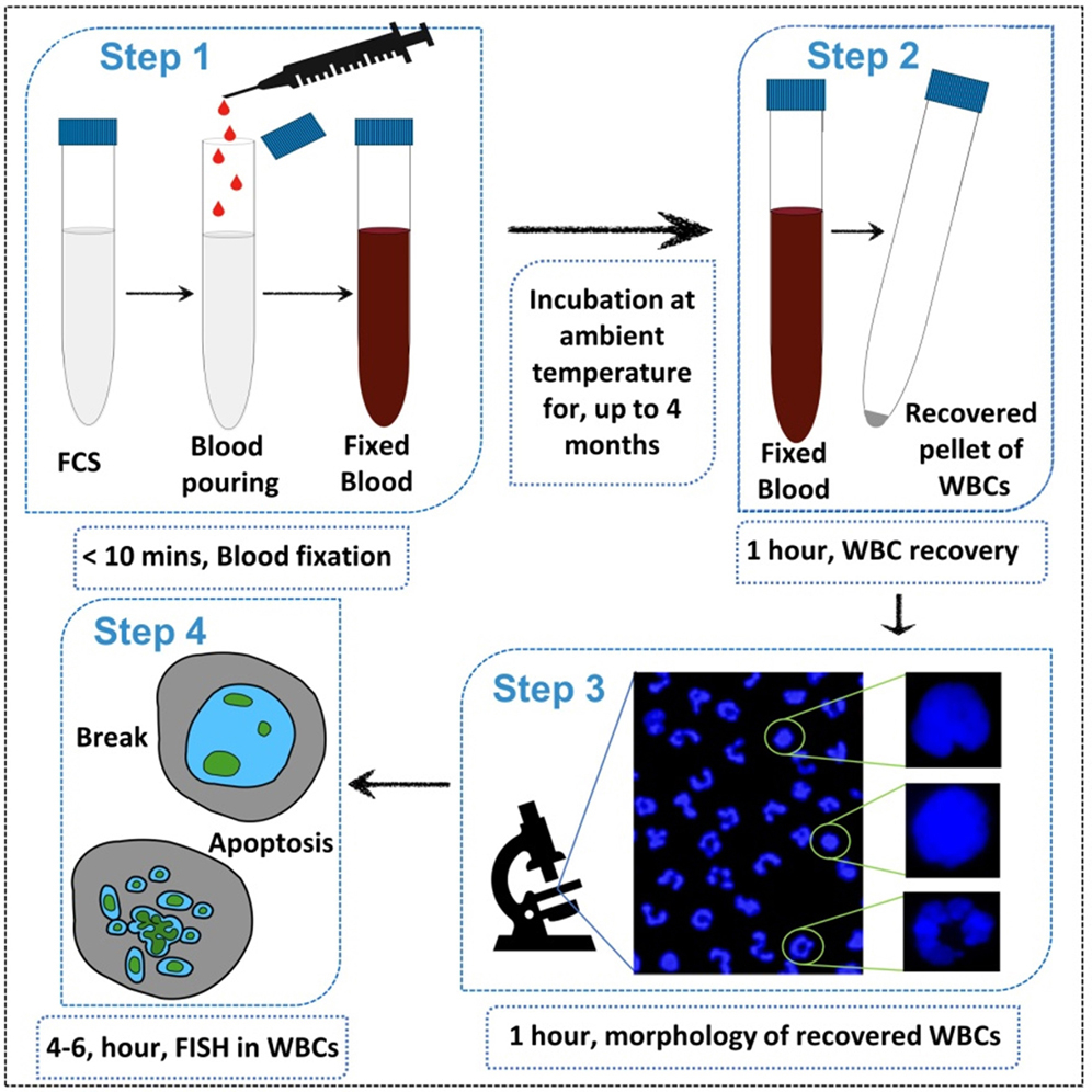Cell Press: STAR Protocols