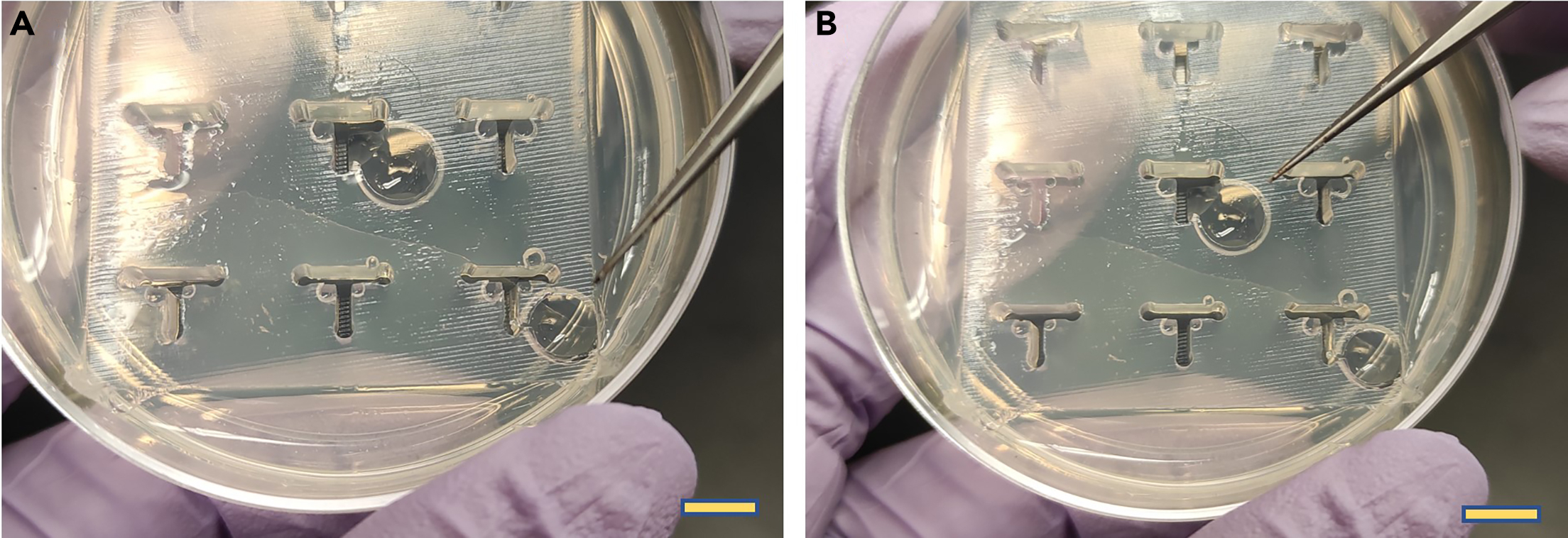 Cell Press: STAR Protocols