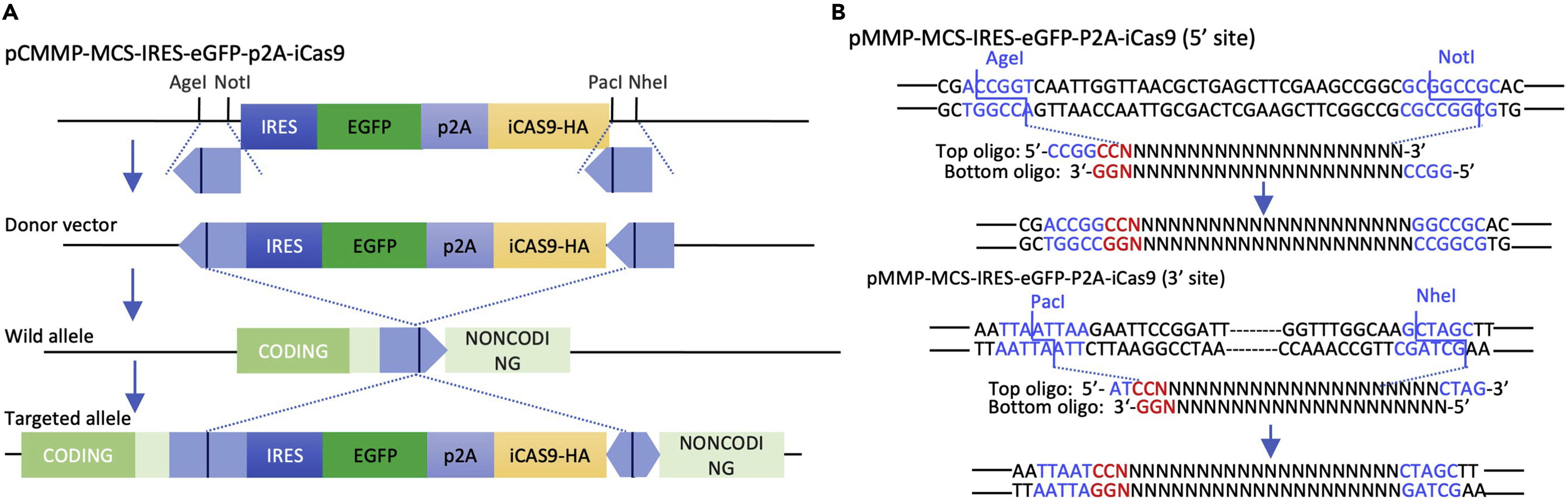 Cell Press: STAR Protocols