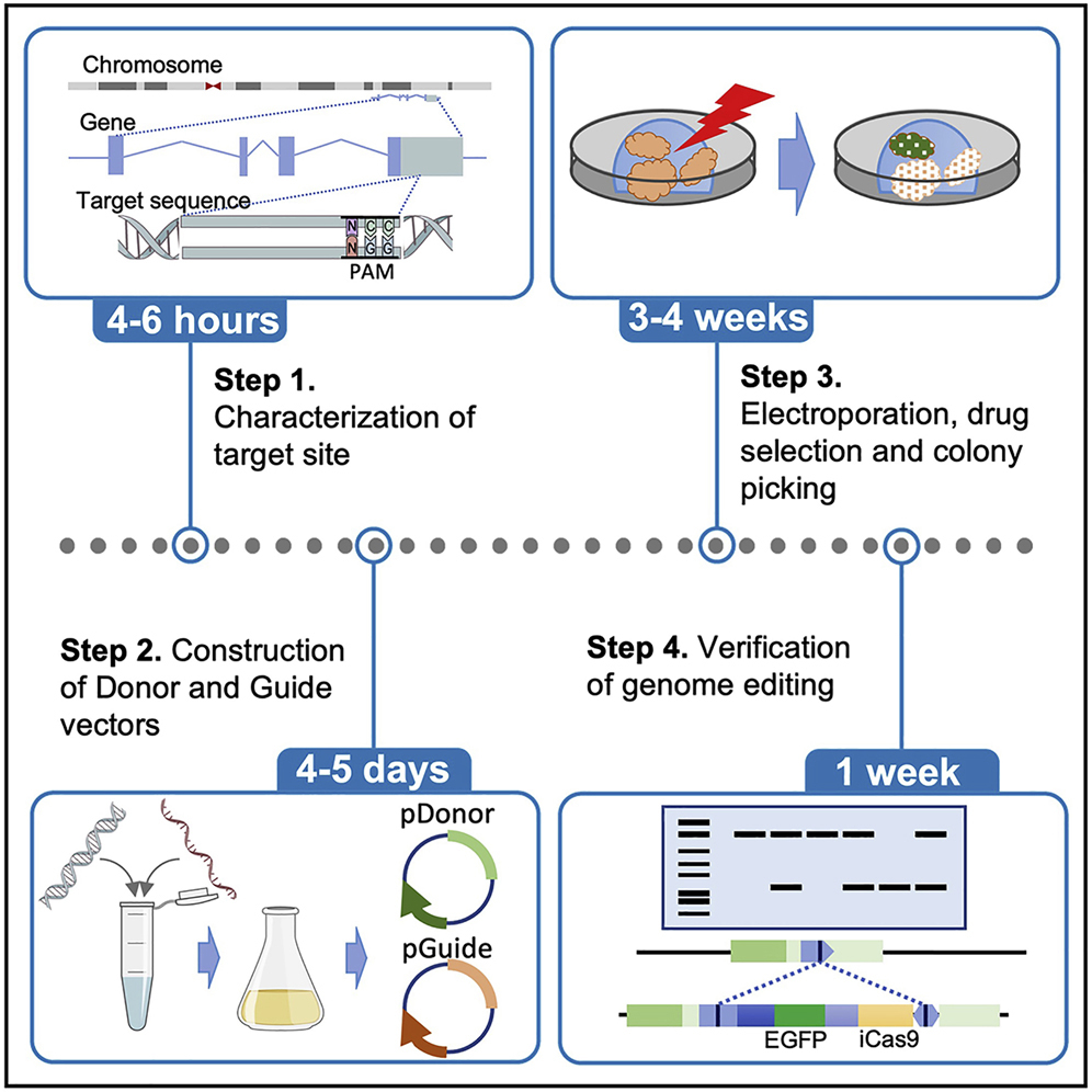 Cell Press: STAR Protocols