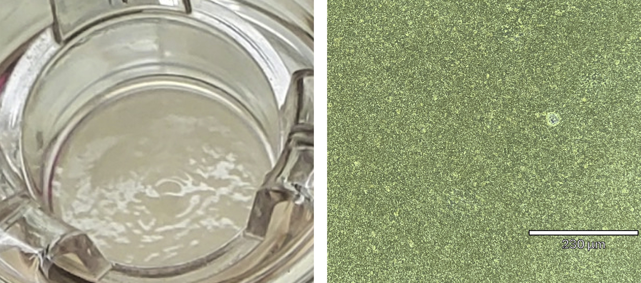 Cell Press: STAR Protocols