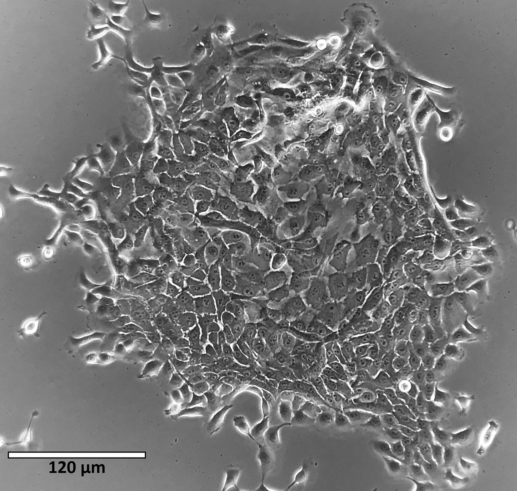 Cell Press: STAR Protocols