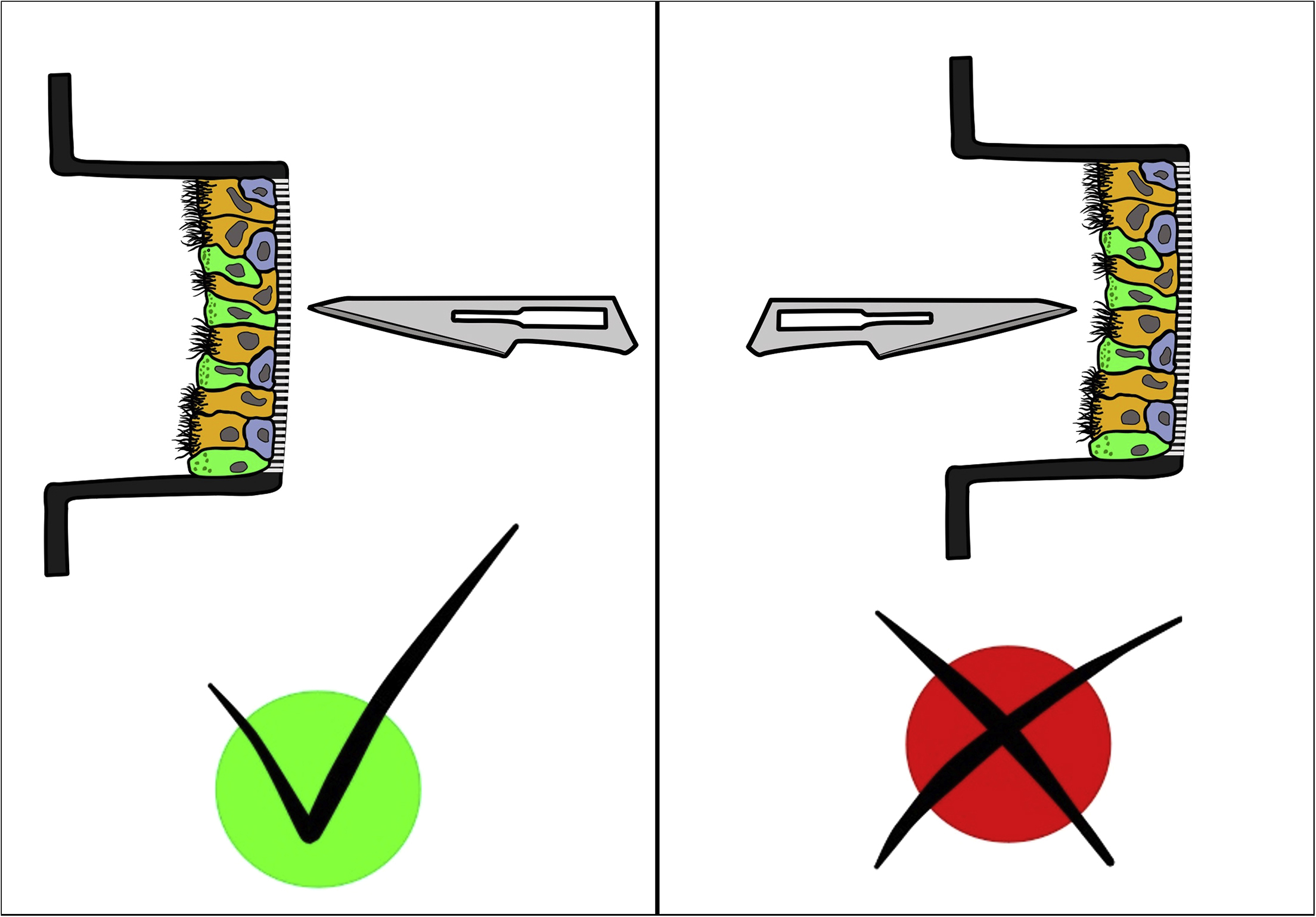 Cell Press: STAR Protocols