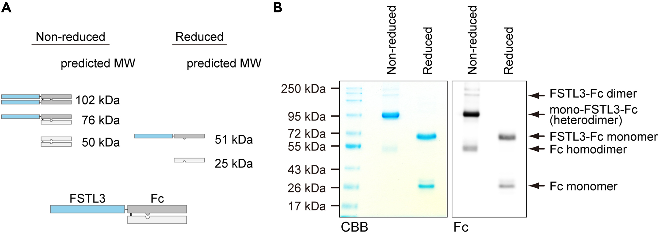 Cell Press: STAR Protocols