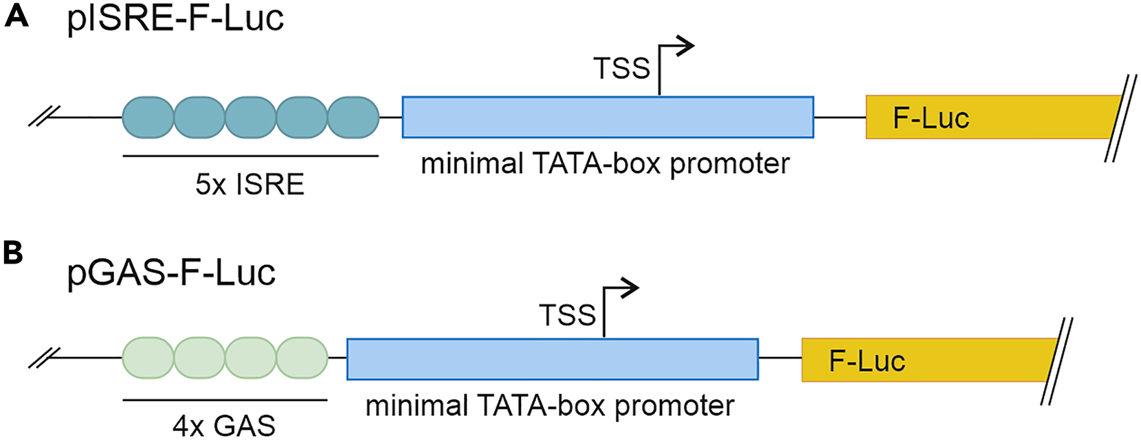 Cell Press: STAR Protocols