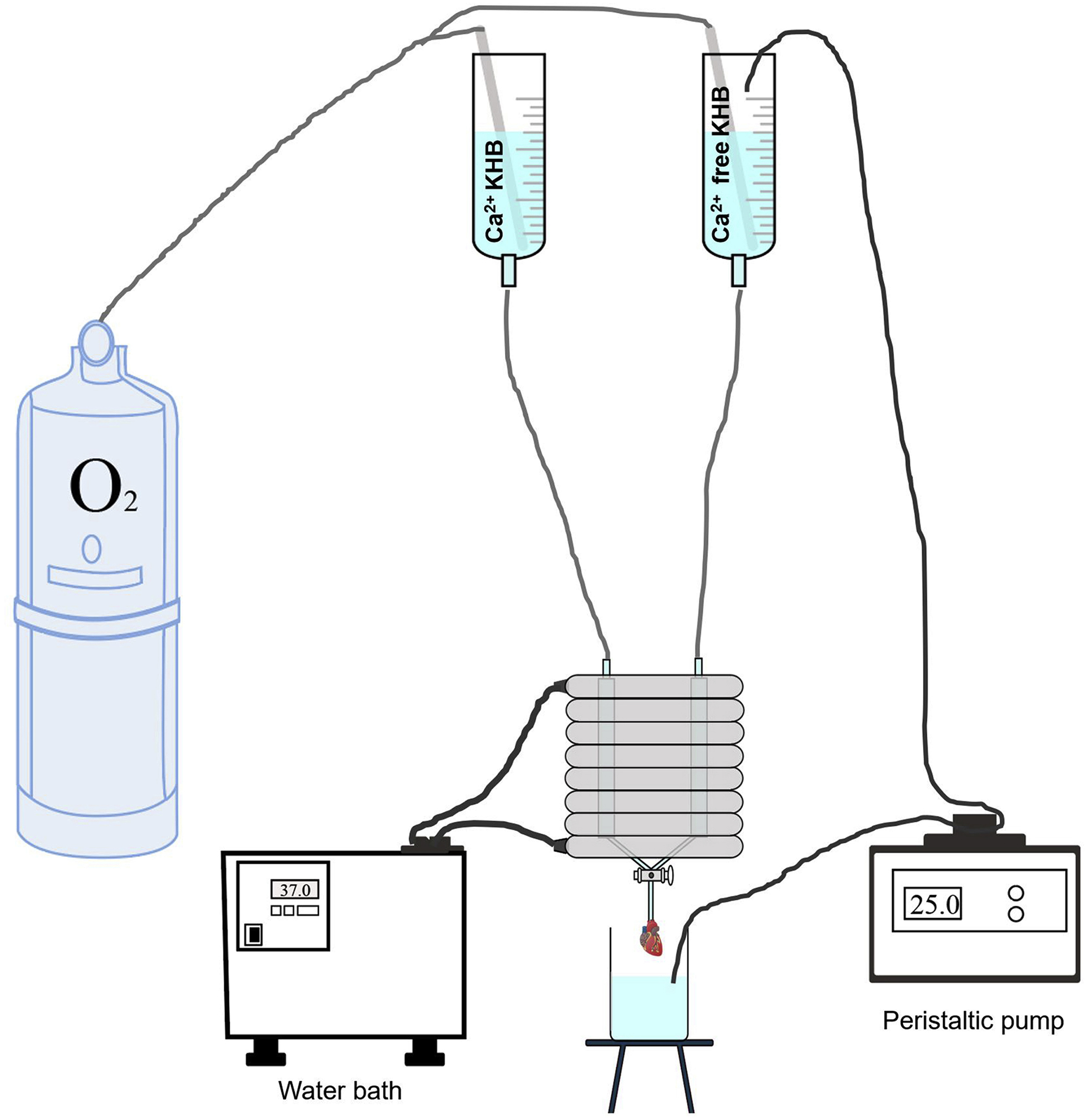 Cell Press: STAR Protocols