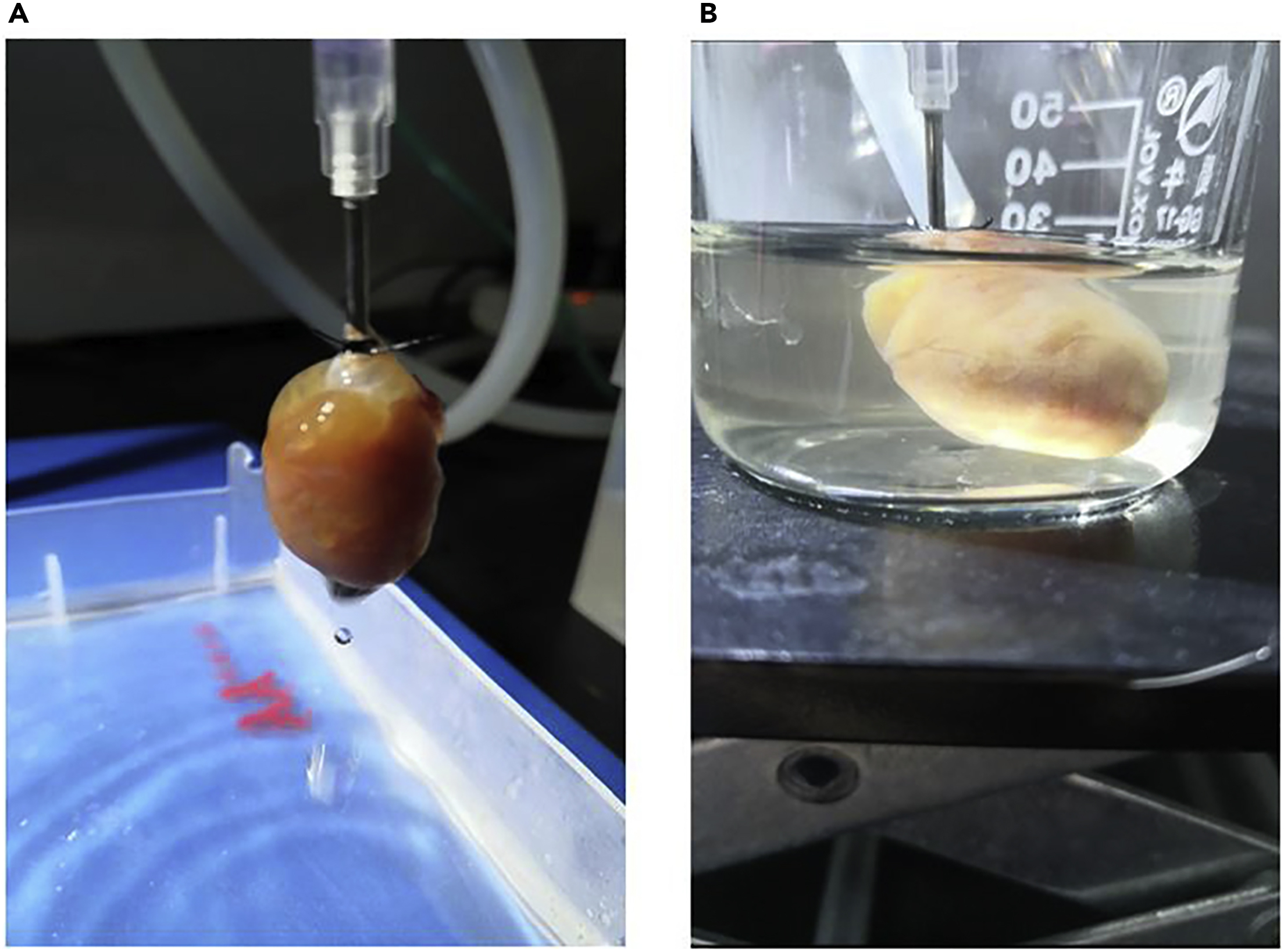 Cell Press: STAR Protocols