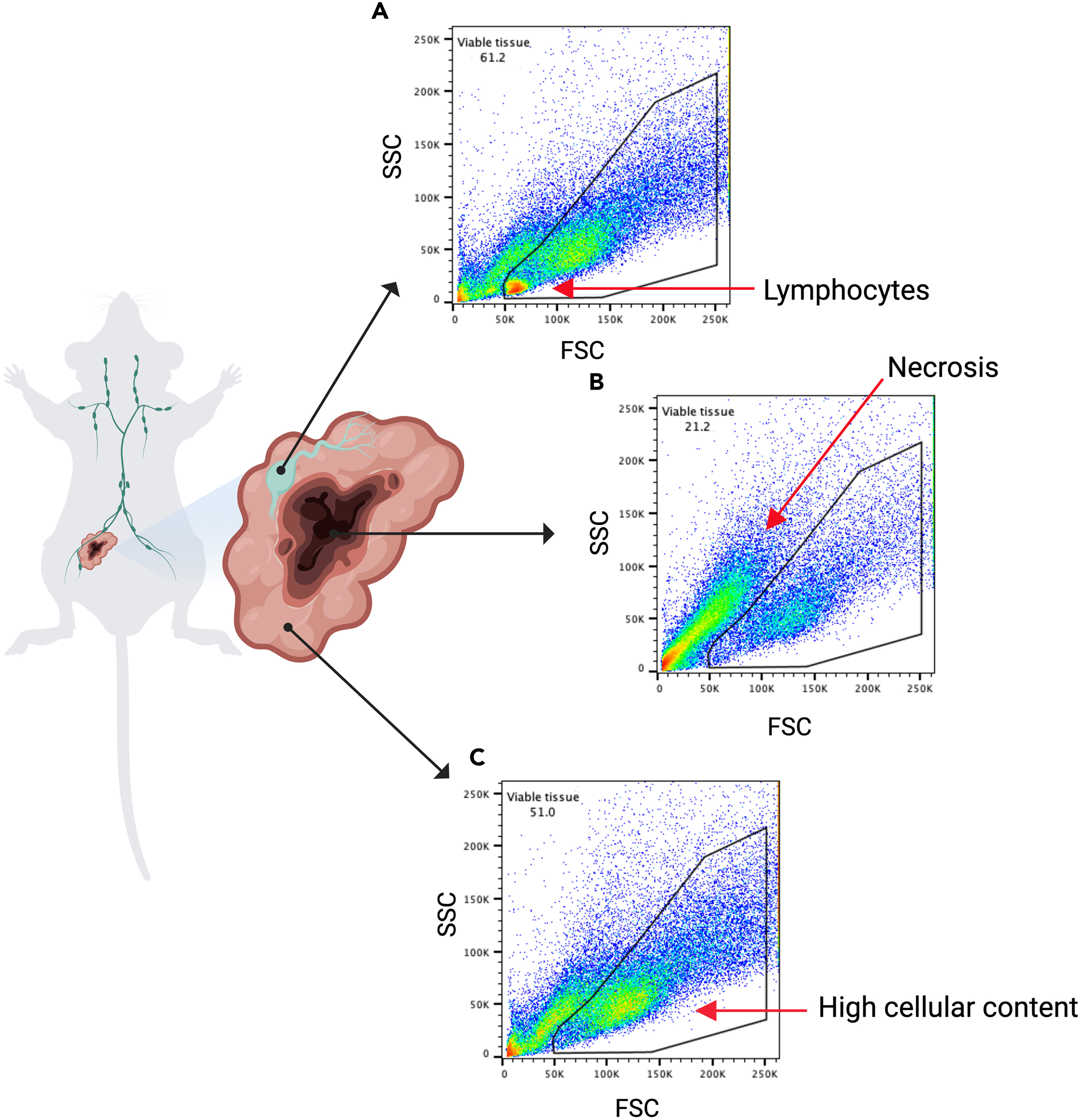Cell Press: STAR Protocols