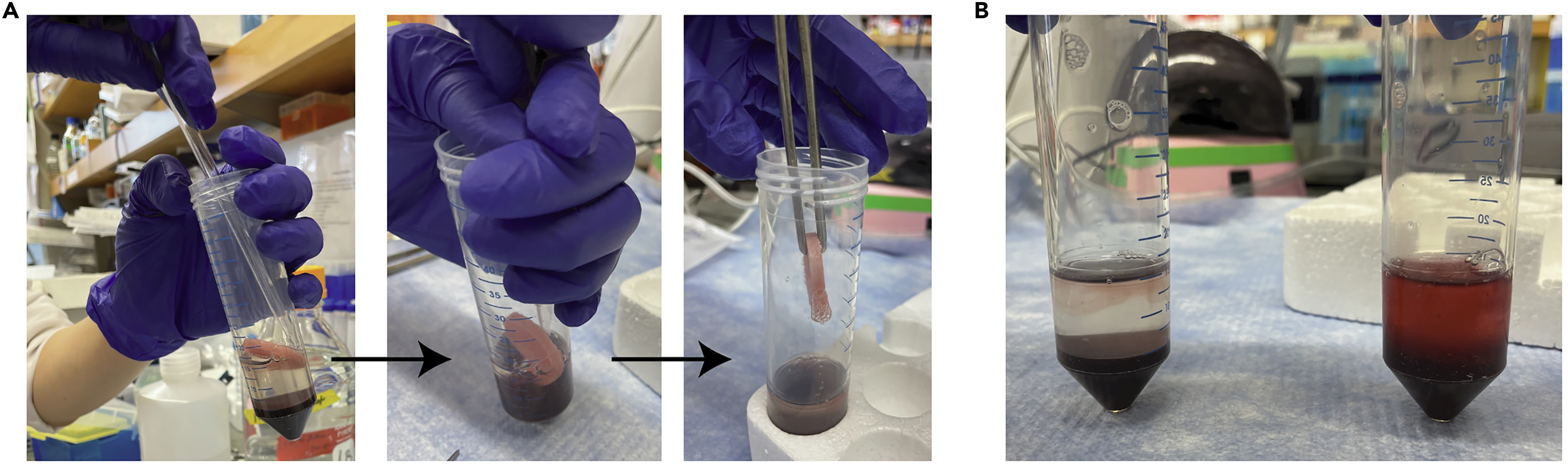 Cell Press: STAR Protocols