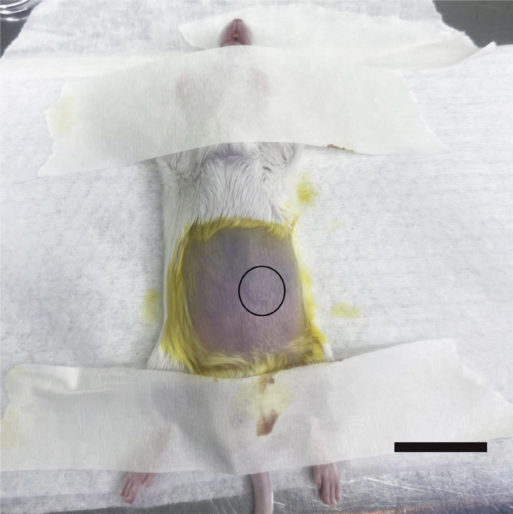 Cell Press: STAR Protocols