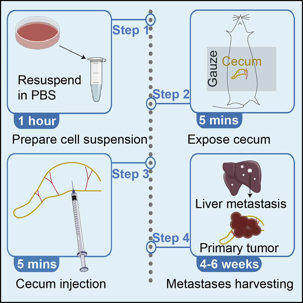 Cell Press: STAR Protocols