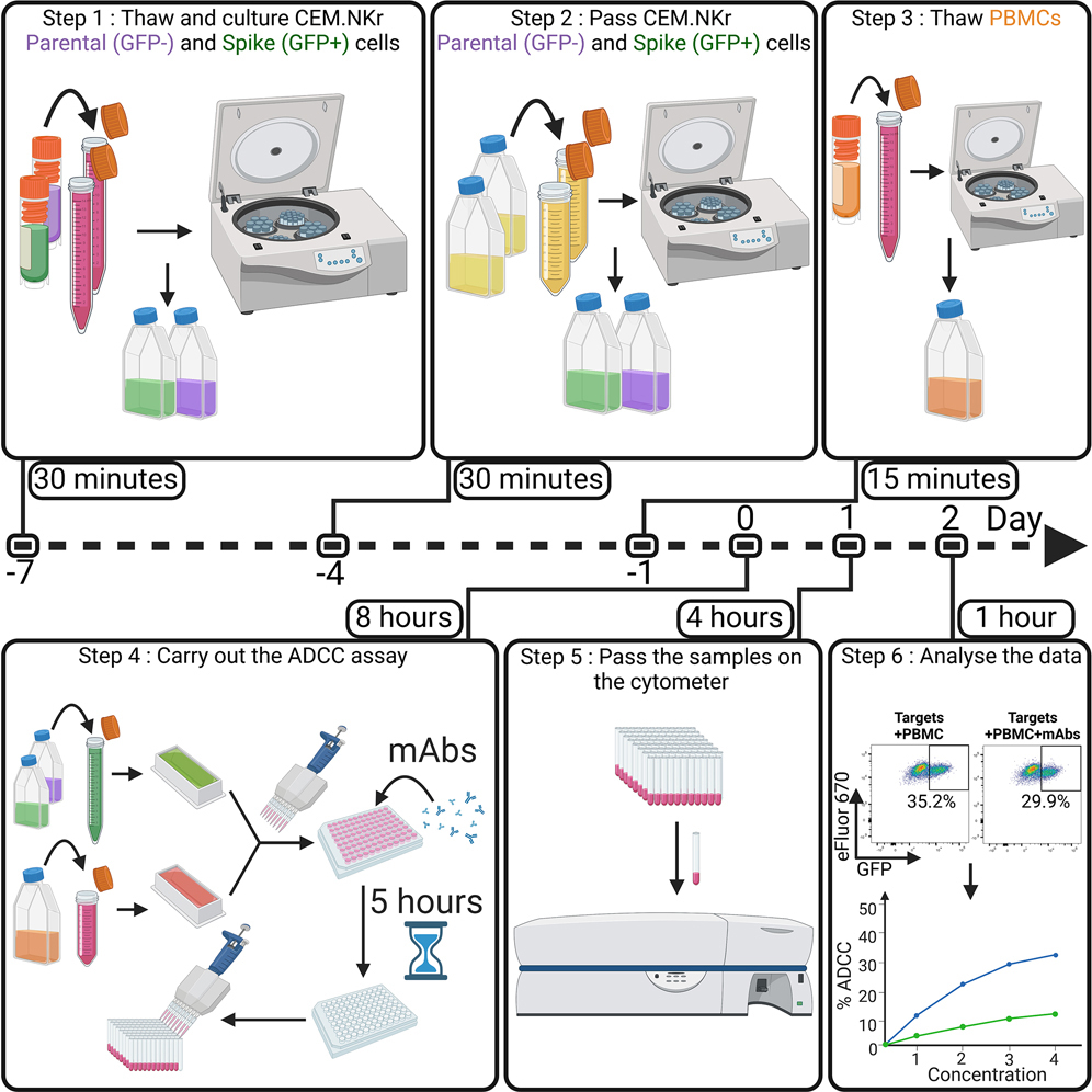 Cell Press: STAR Protocols