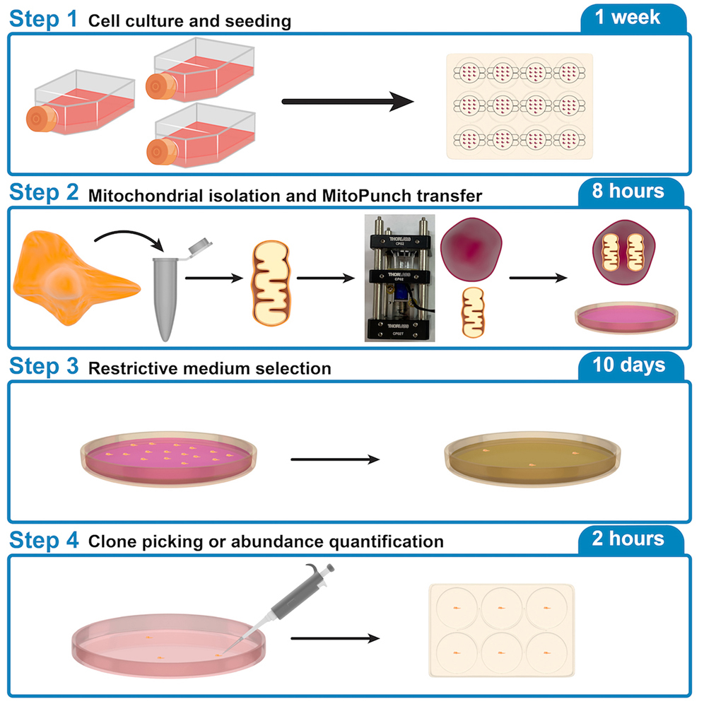 Cell Press: STAR Protocols