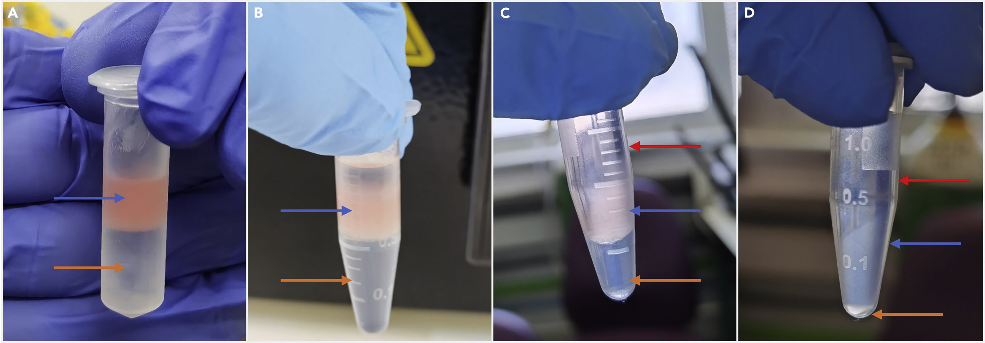 Cell Press: STAR Protocols