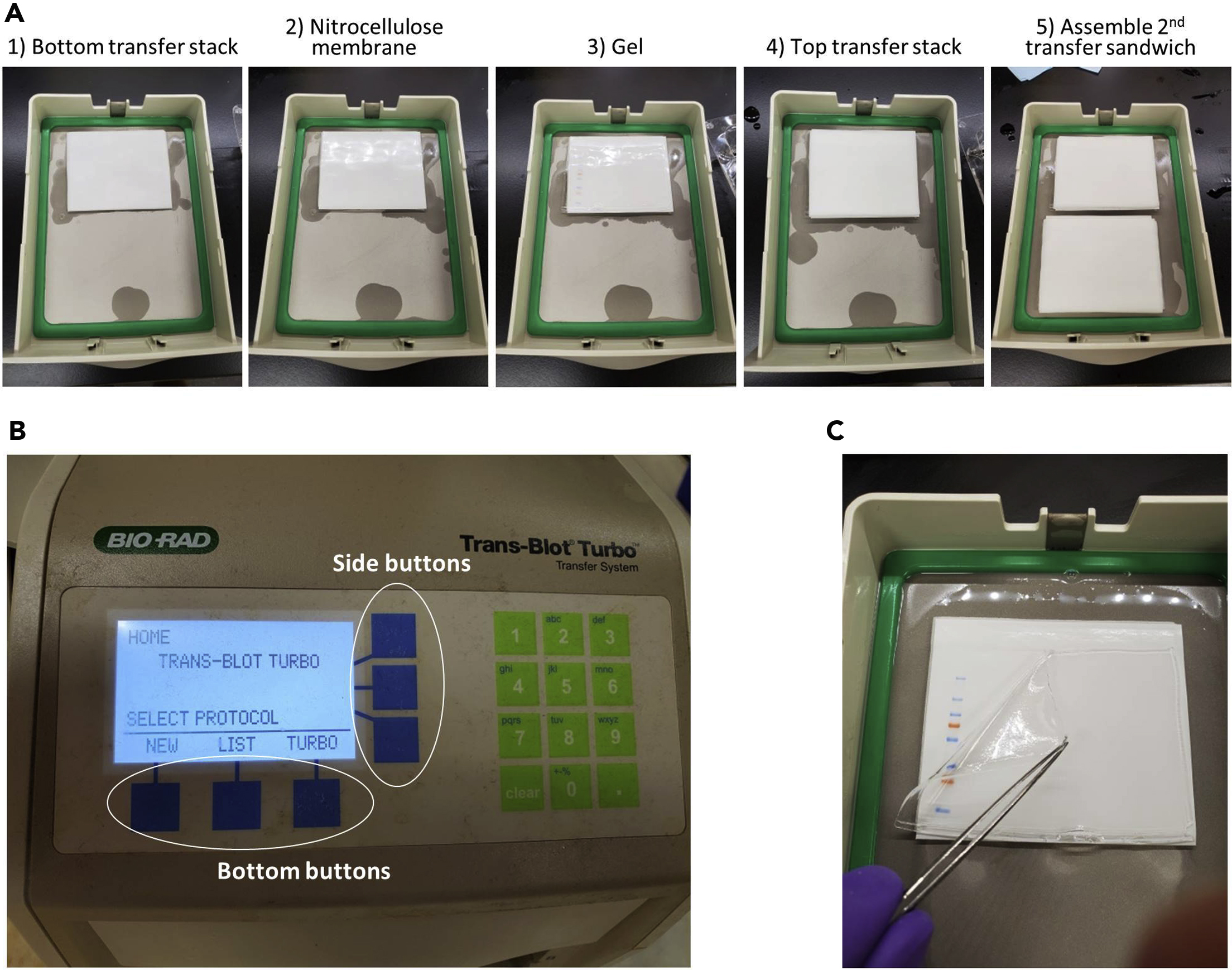 Cell Press: STAR Protocols