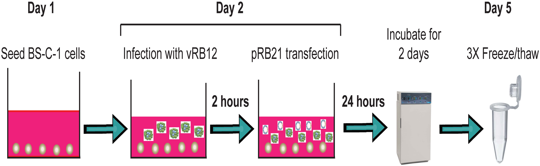 Cell Press: STAR Protocols
