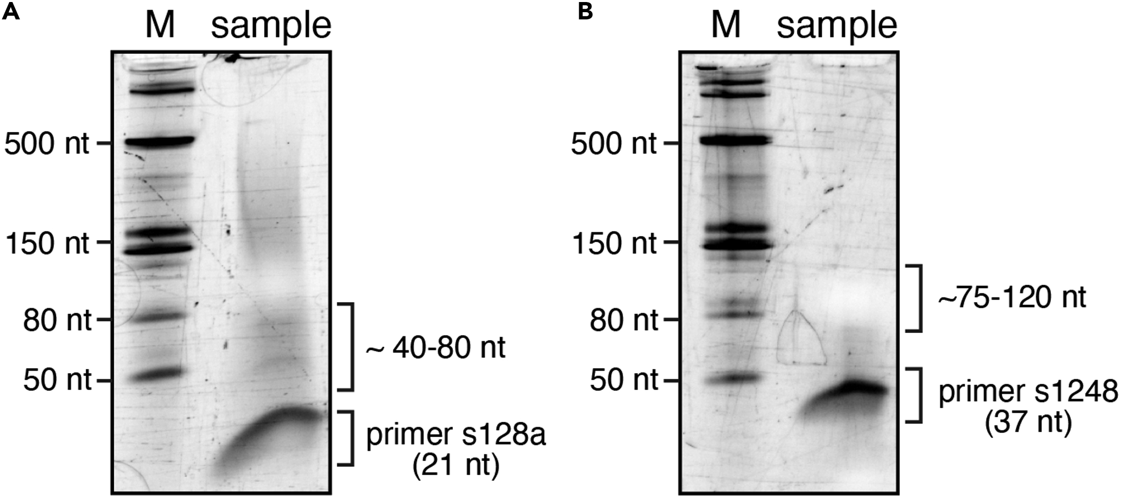Cell Press: STAR Protocols