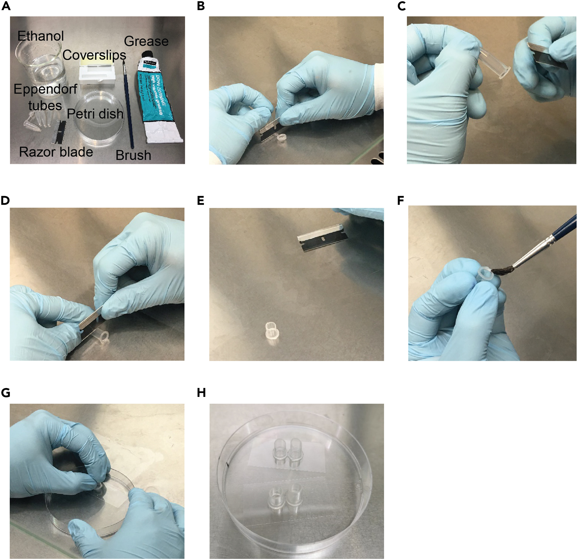 Cell Press: STAR Protocols
