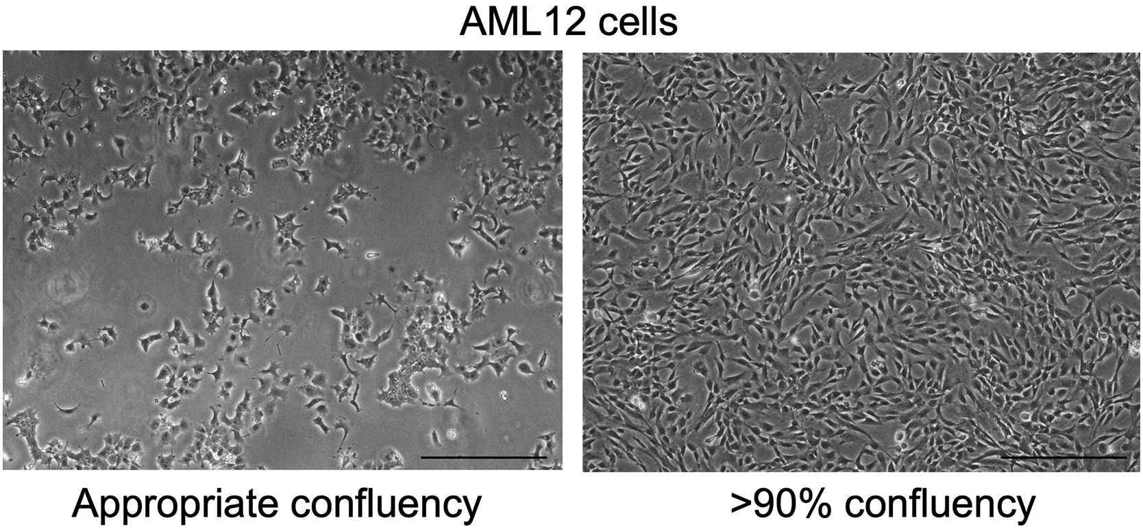 Cell Press: STAR Protocols