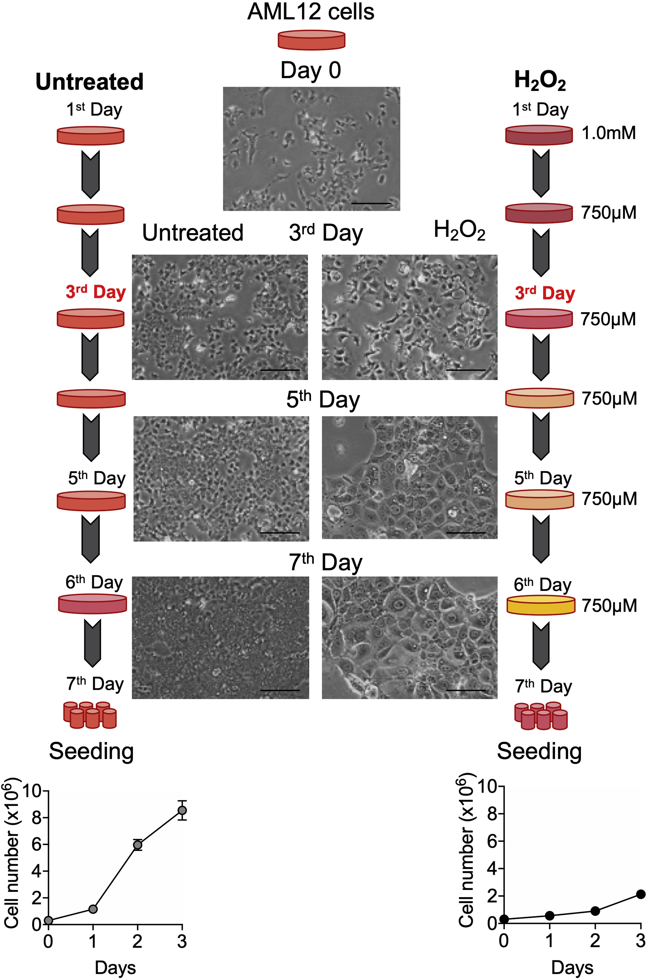 Cell Press: STAR Protocols