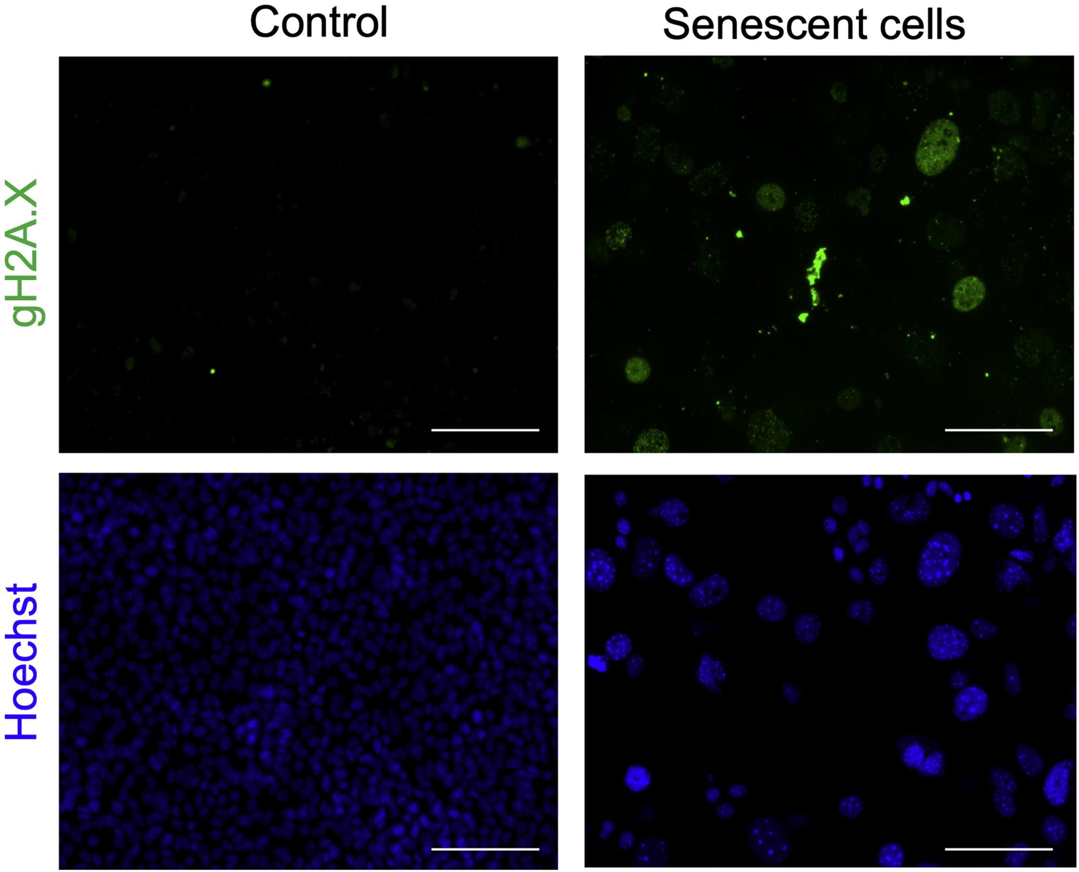 Cell Press: STAR Protocols