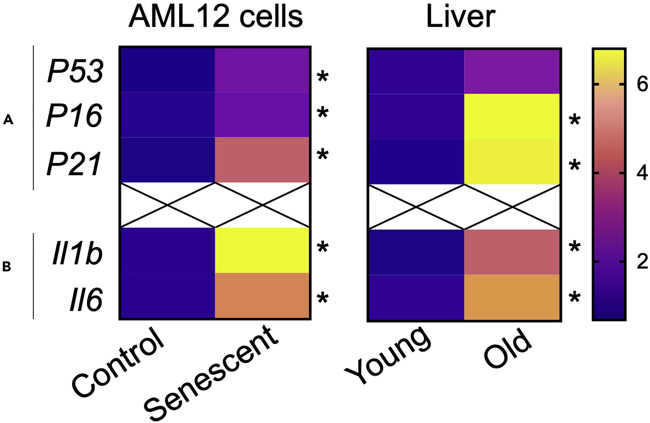 Cell Press: STAR Protocols