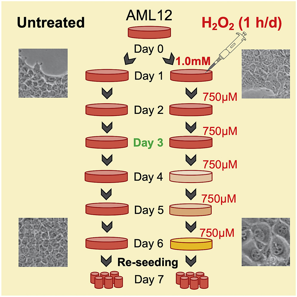 Cell Press: STAR Protocols