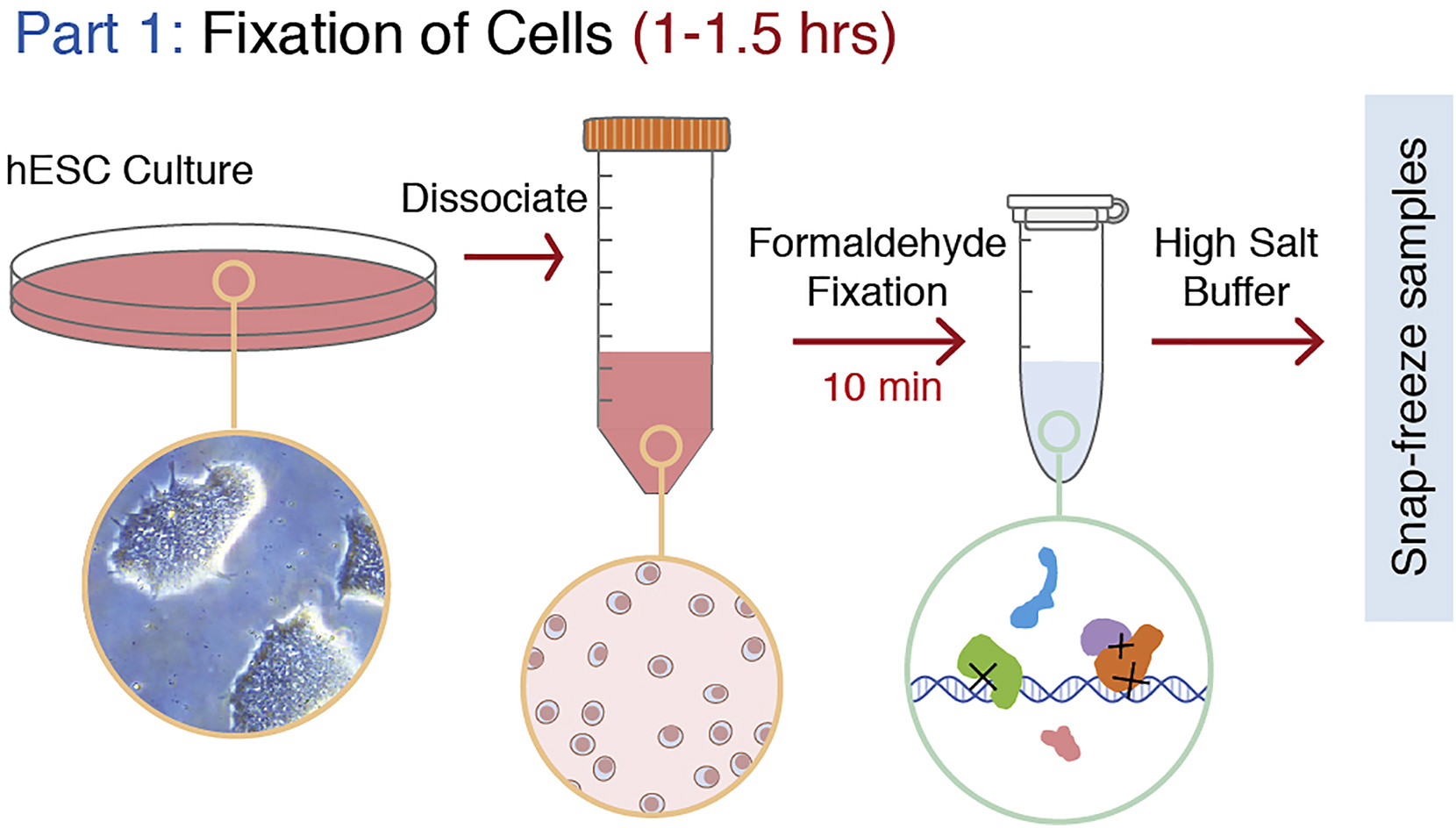 Cell Press: STAR Protocols