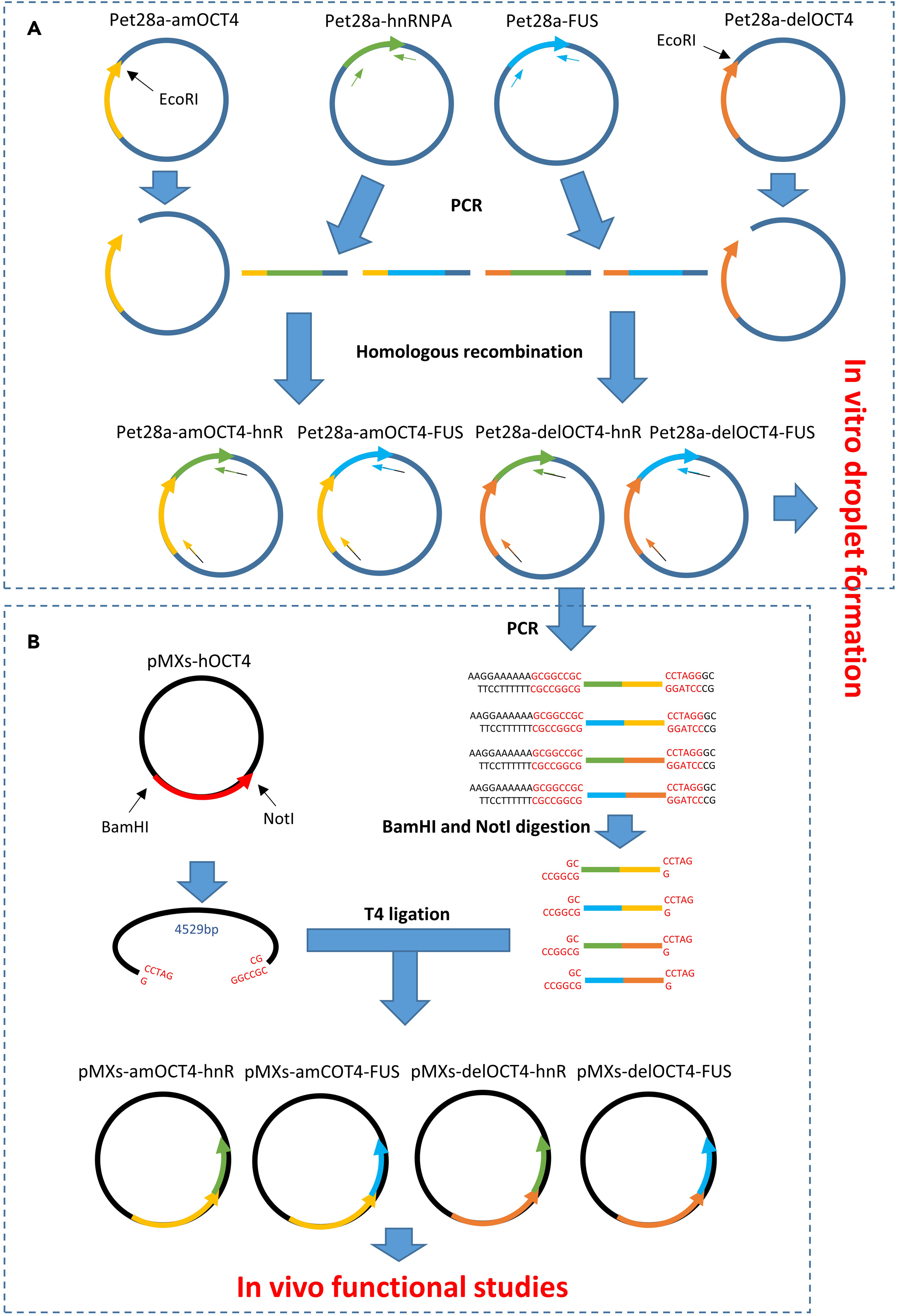 Cell Press: STAR Protocols