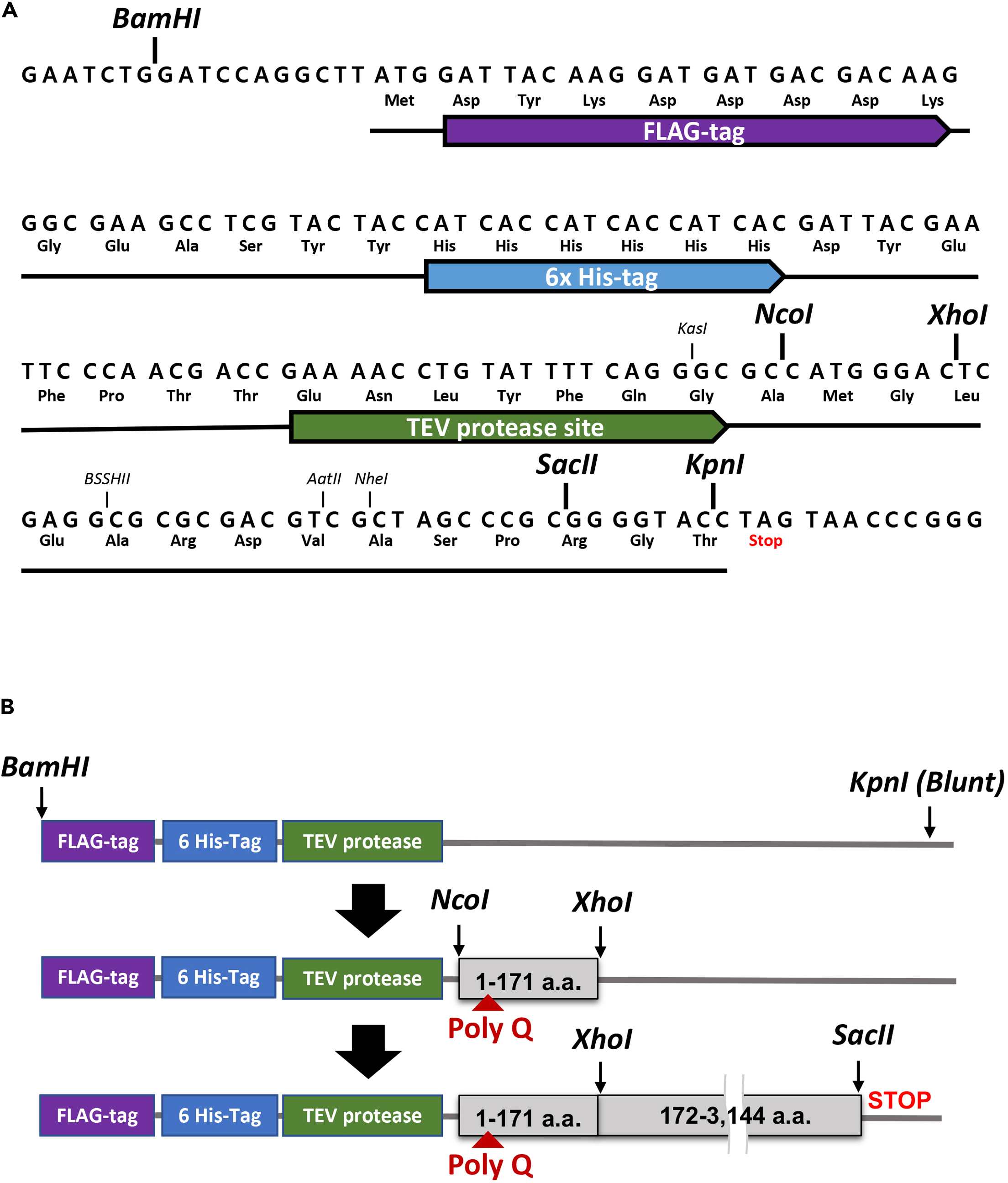 Cell Press: STAR Protocols