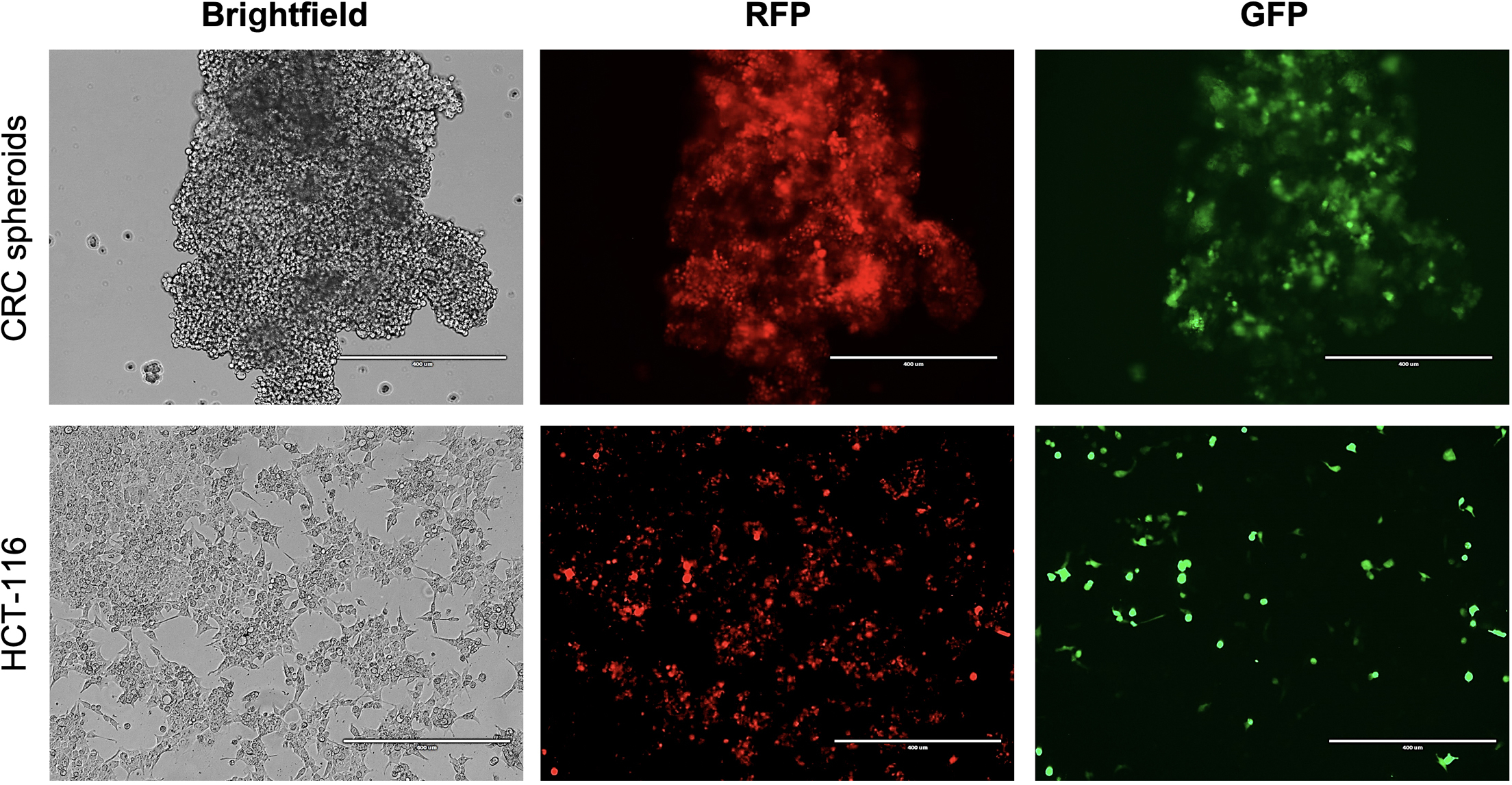 Cell Press: STAR Protocols