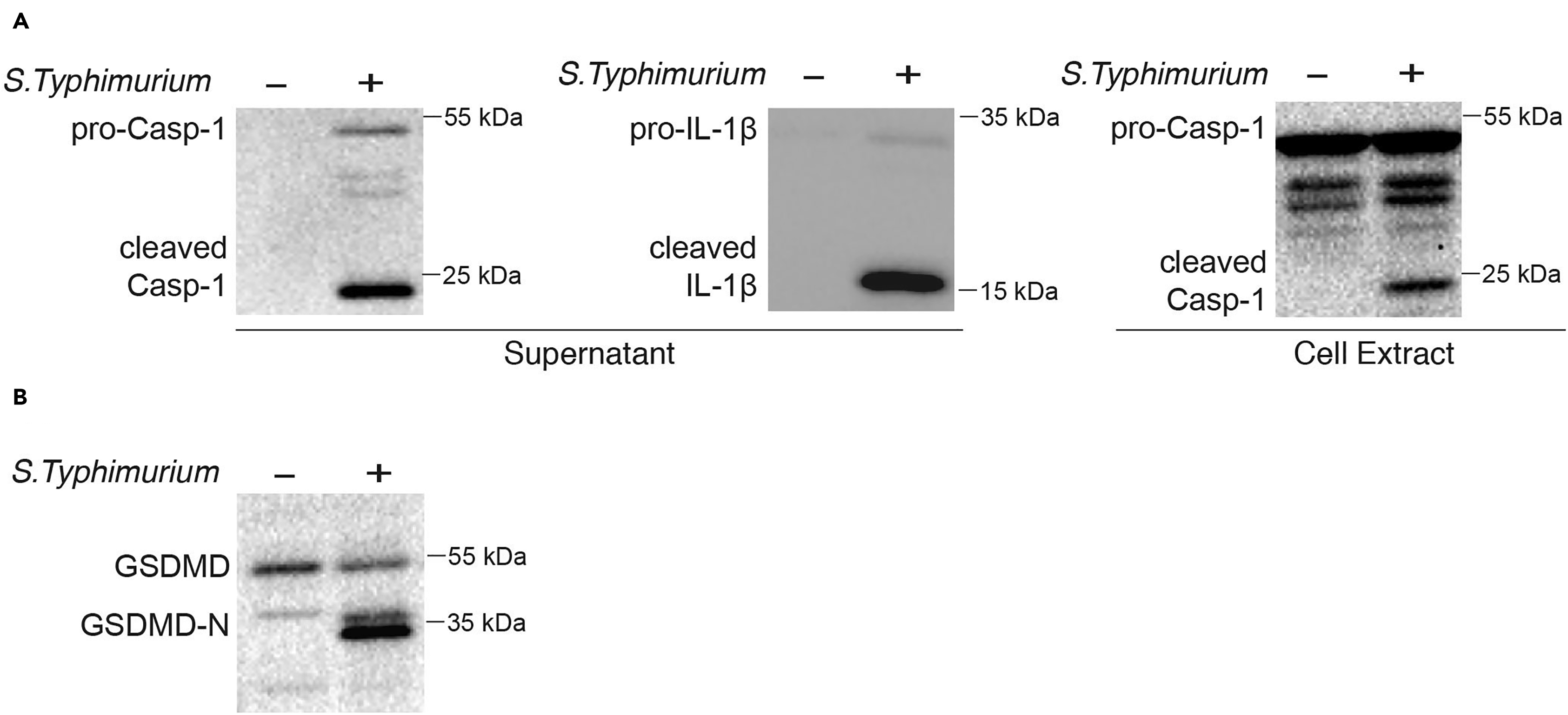 Cell Press: STAR Protocols