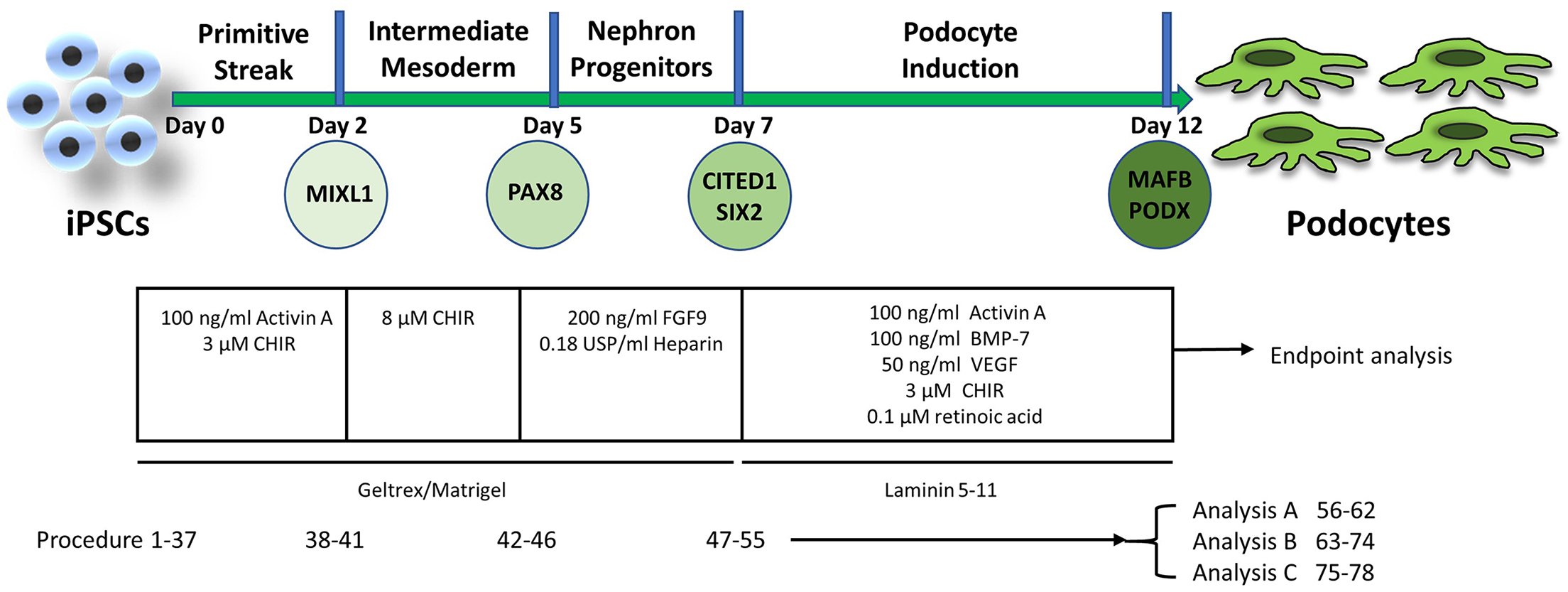 Cell Press: STAR Protocols