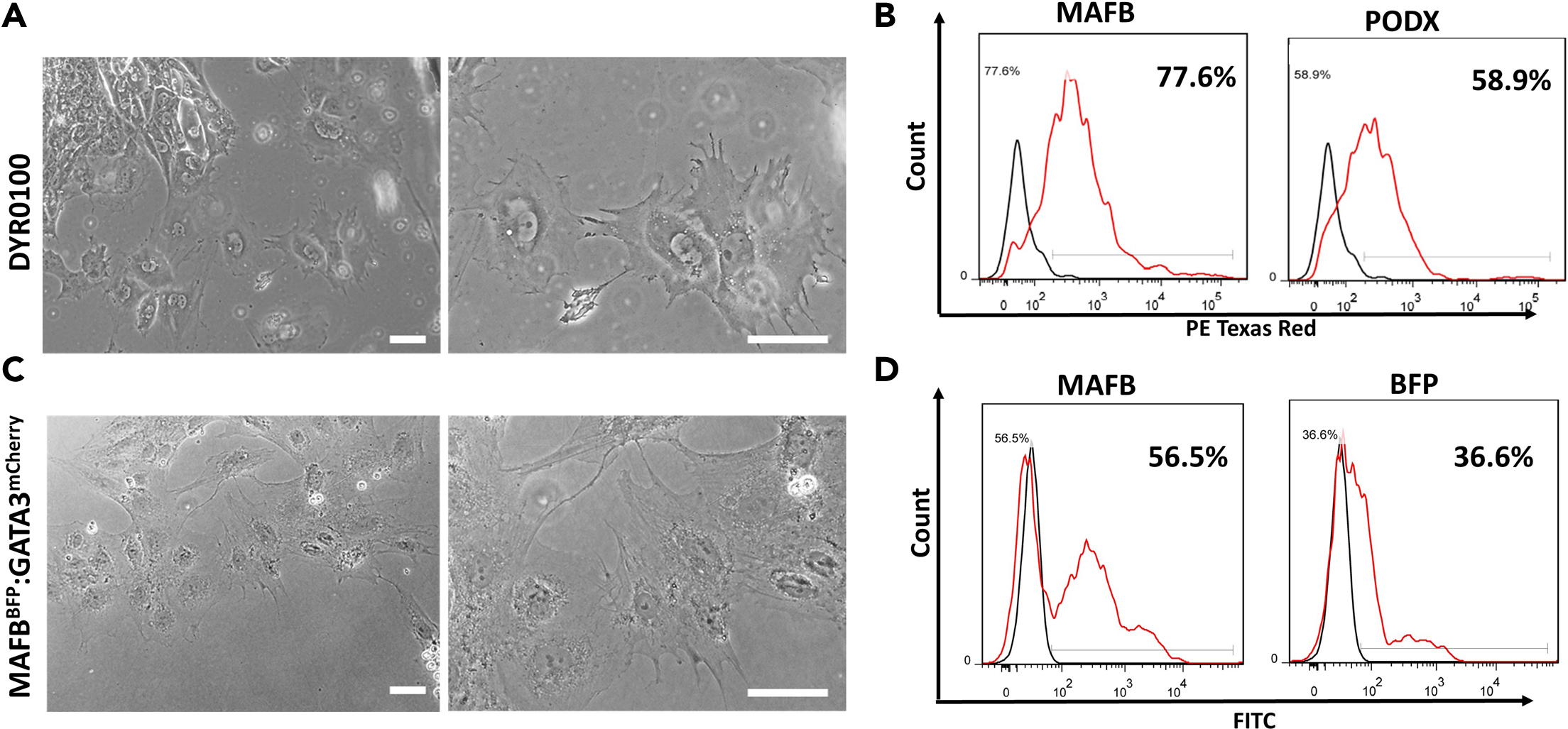 Cell Press: STAR Protocols