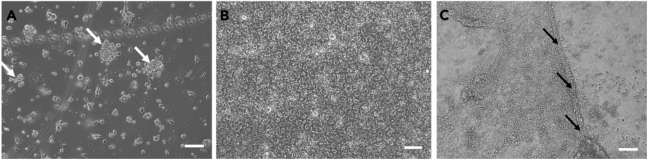 Cell Press: STAR Protocols