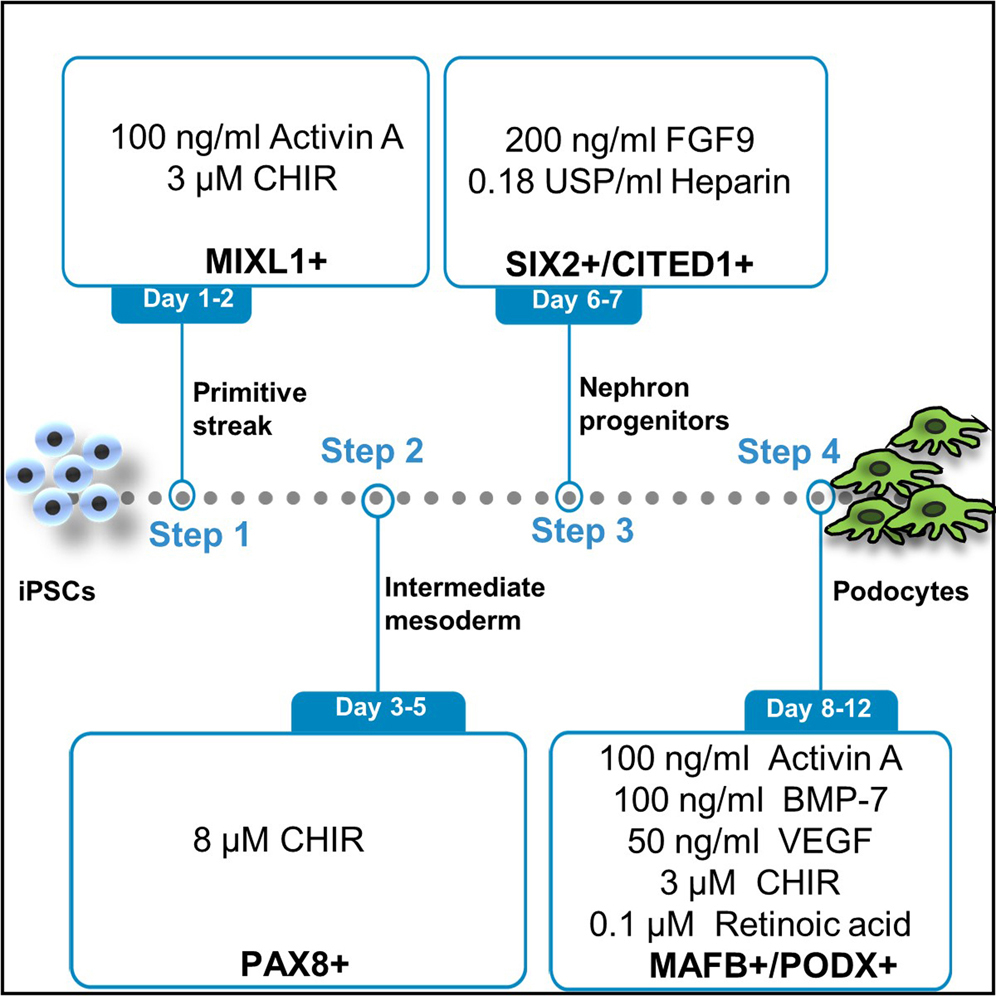 Cell Press: STAR Protocols