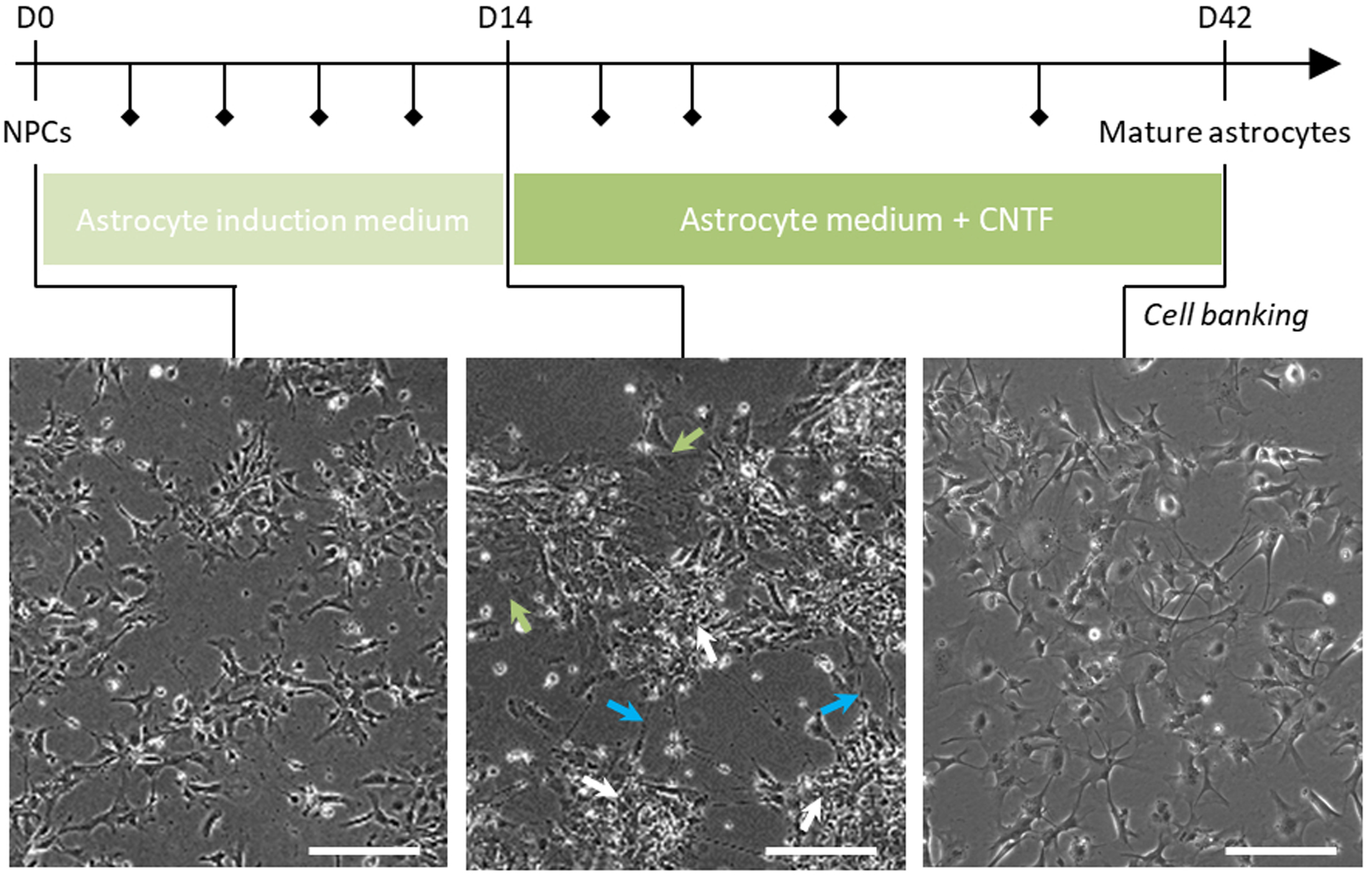 Cell Press: STAR Protocols