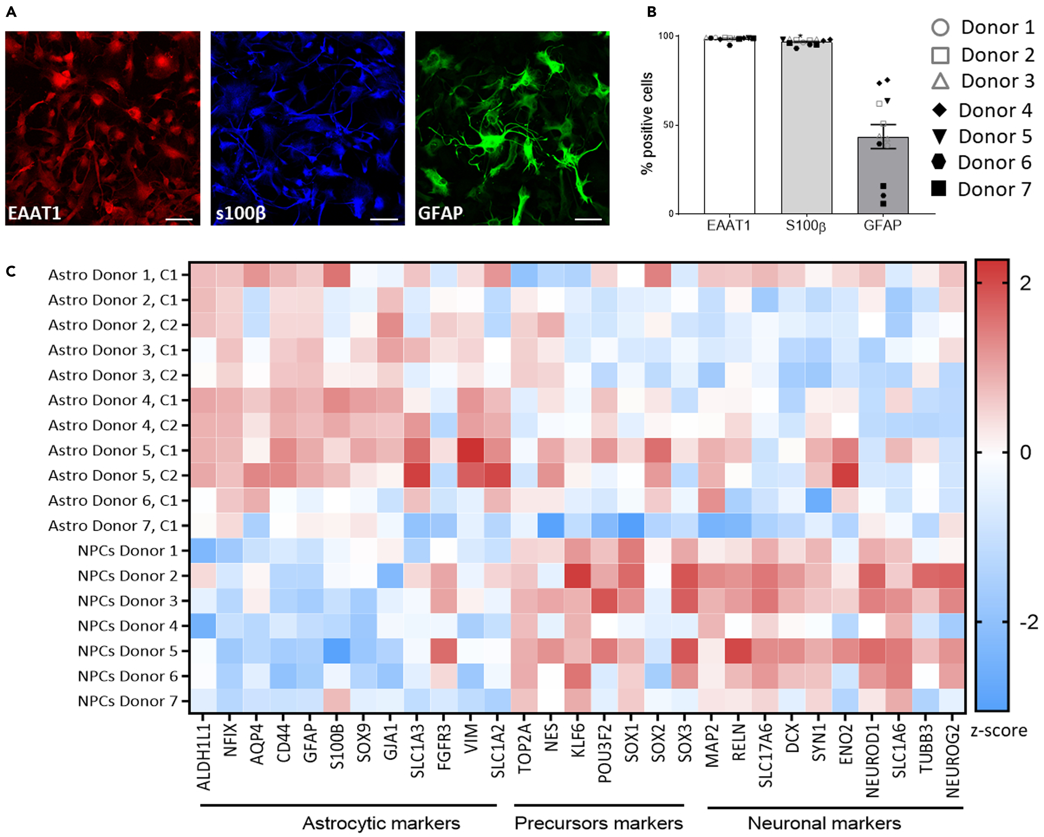Cell Press: STAR Protocols