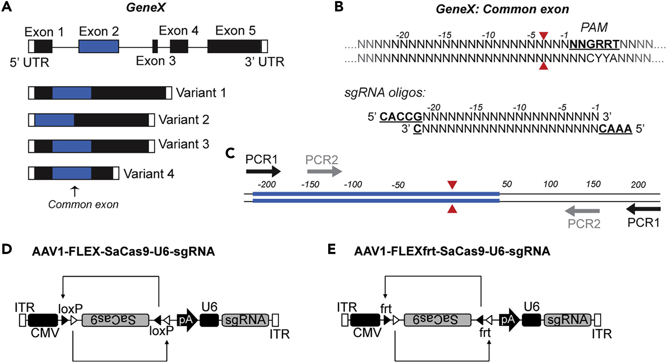 Cell Press: STAR Protocols