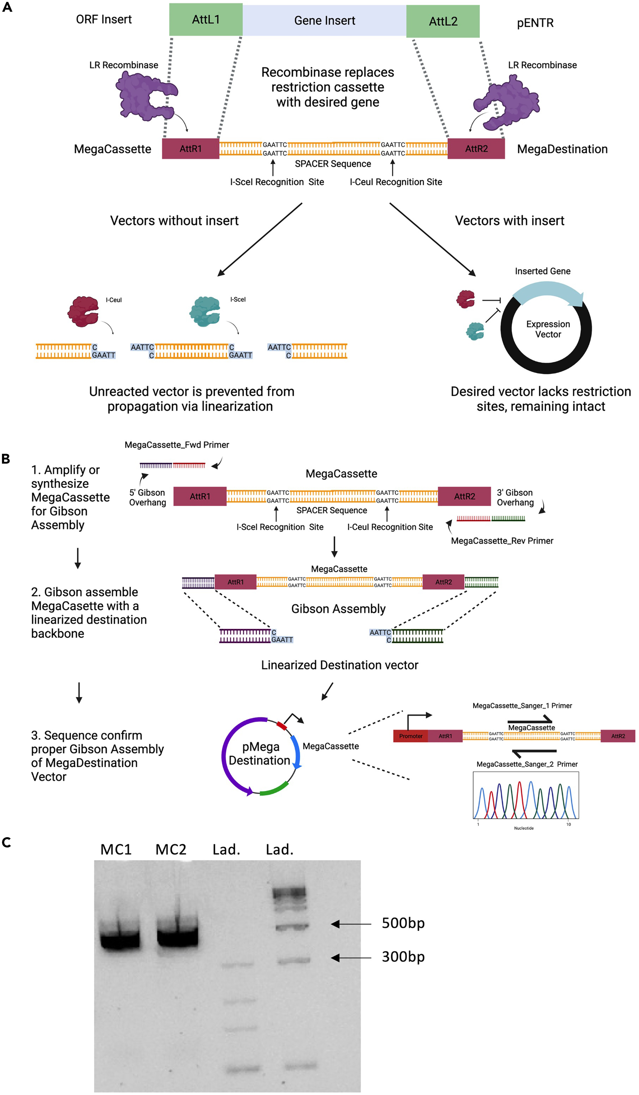 Cell Press: STAR Protocols